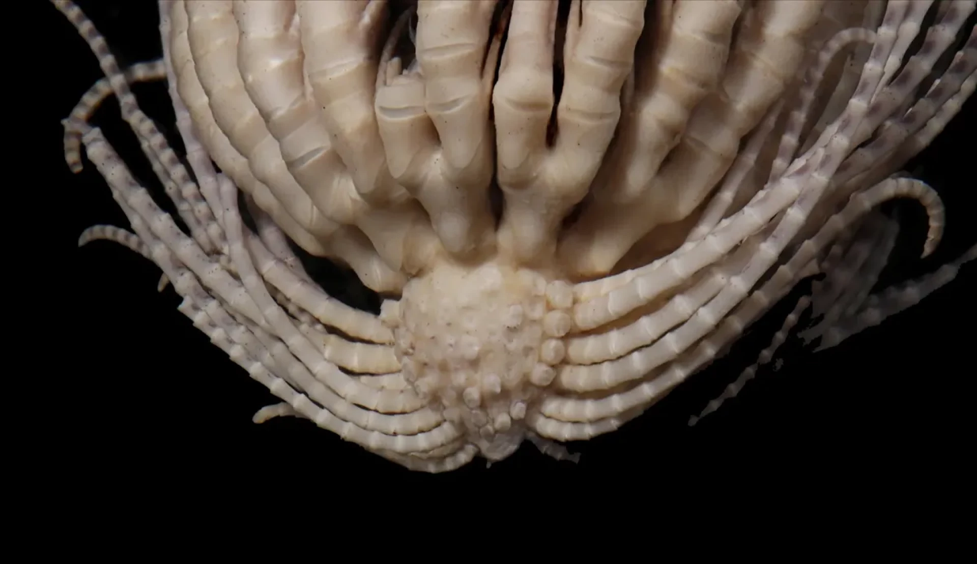 Scientists discover new strawberry-like sea creature with 20 arms