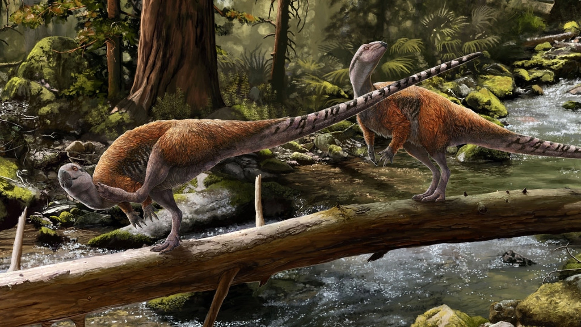New chicken-sized species of plant-eating dinosaur discovered