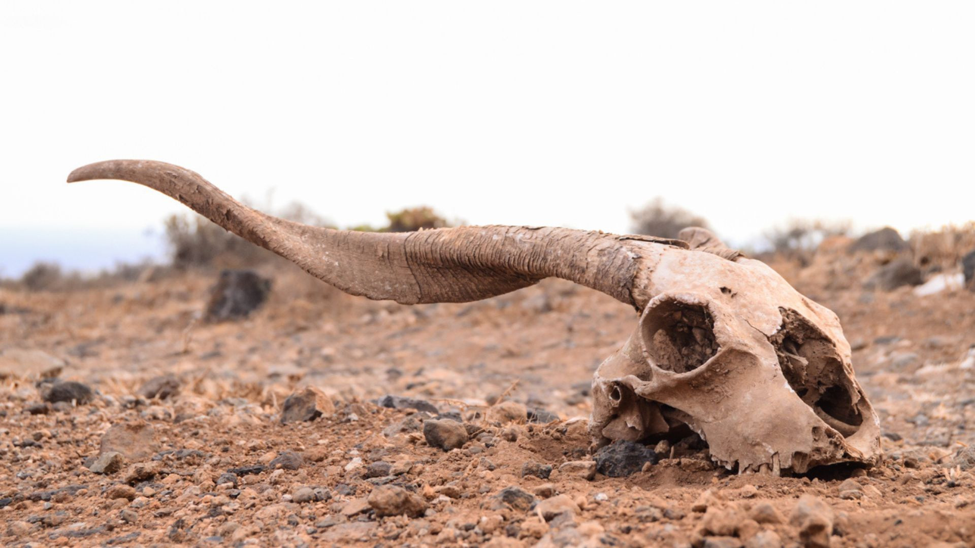 35 times more species going extinct than a million years ago