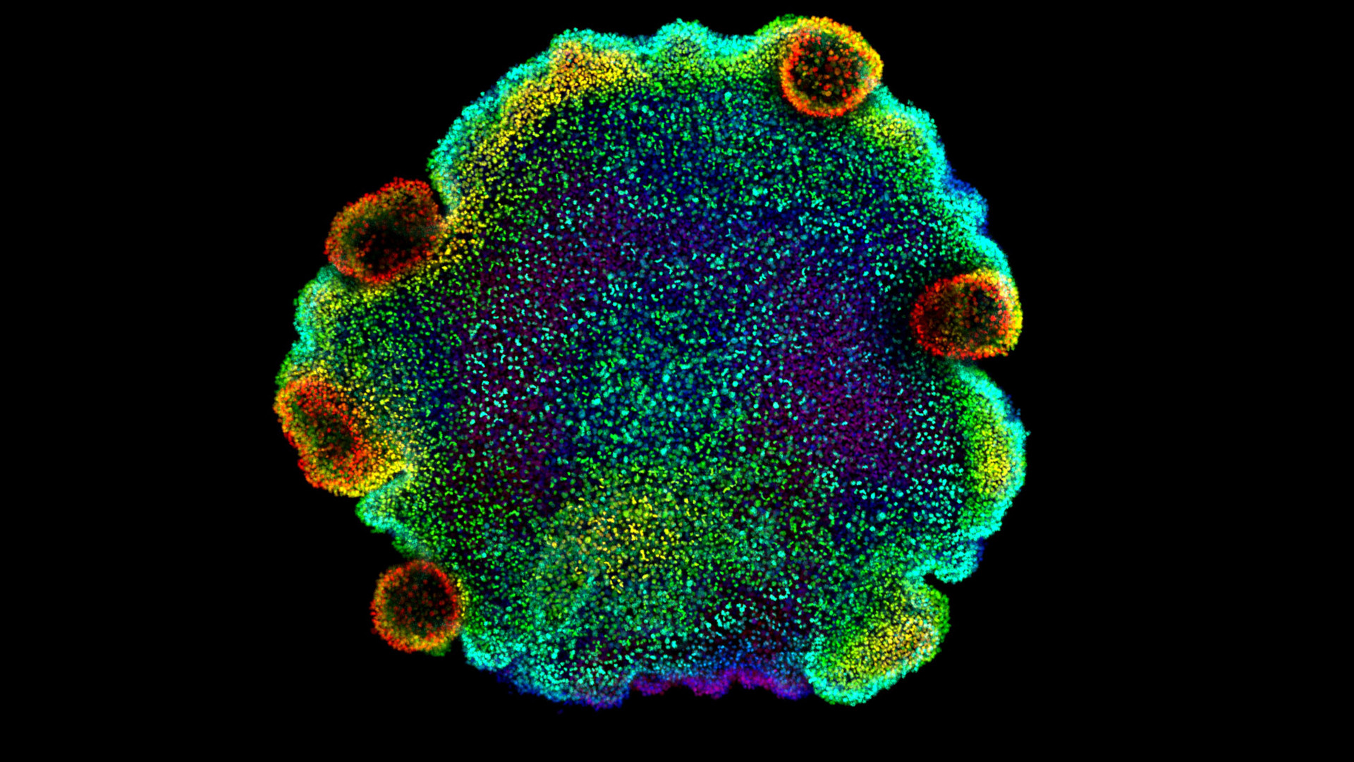 Ancient placozoan cells tell the origin story of neurons