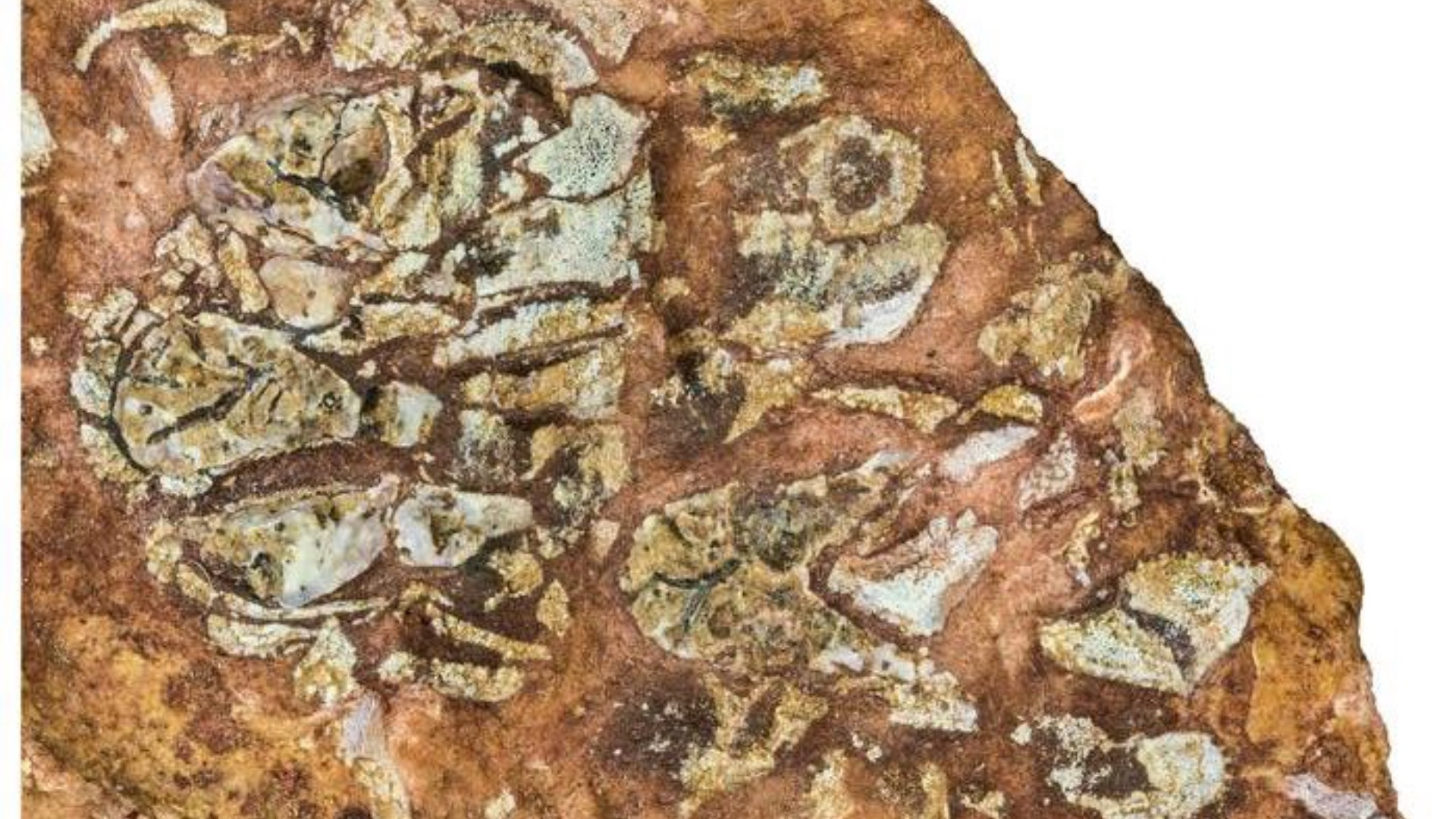 455-million-year-old fossil fills gap in skull evolution