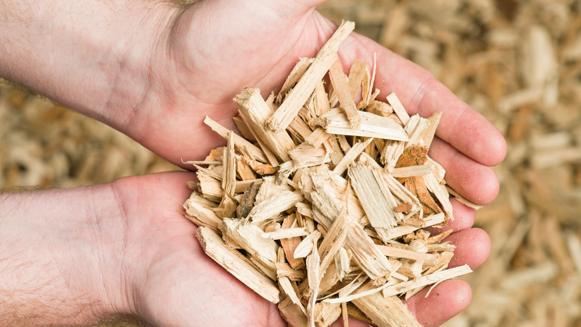 Meet Biographite: EV battery component made from wood chips