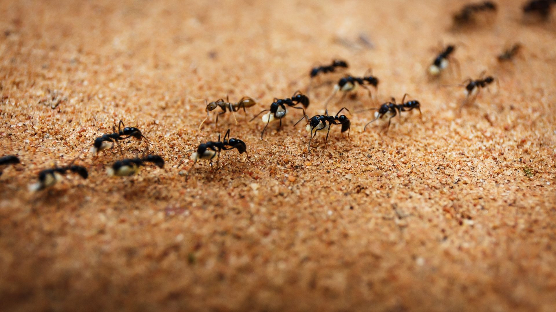 How ant brains inspire robots find their way in farmlands