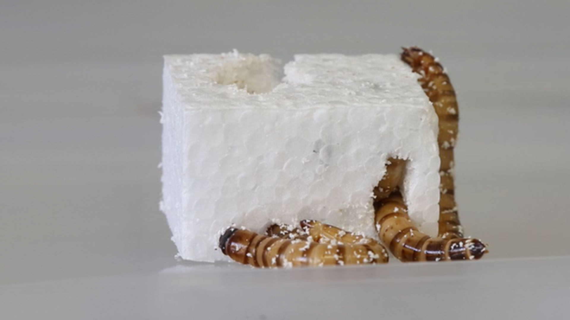 Are plastic-eating worms the solution to plastic waste?