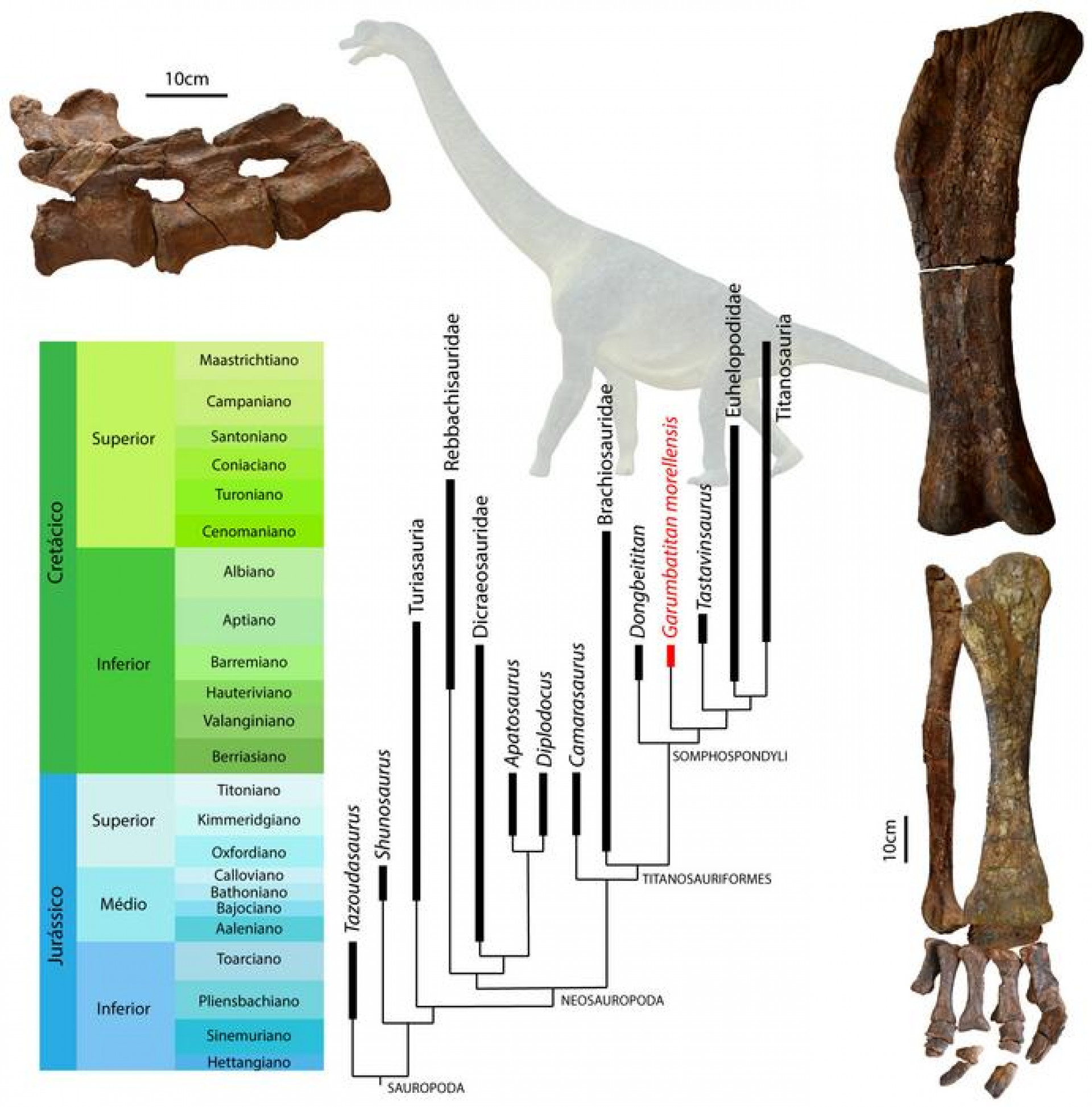 122 million-year-old fossil identified as new sauropod species