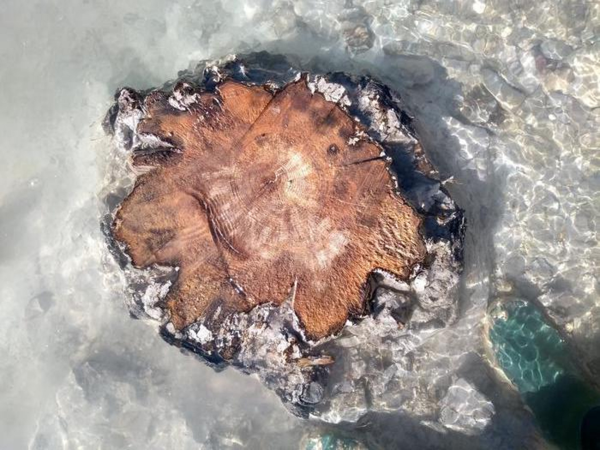 Huge solar storm proof found in 14,300-year-old tree rings