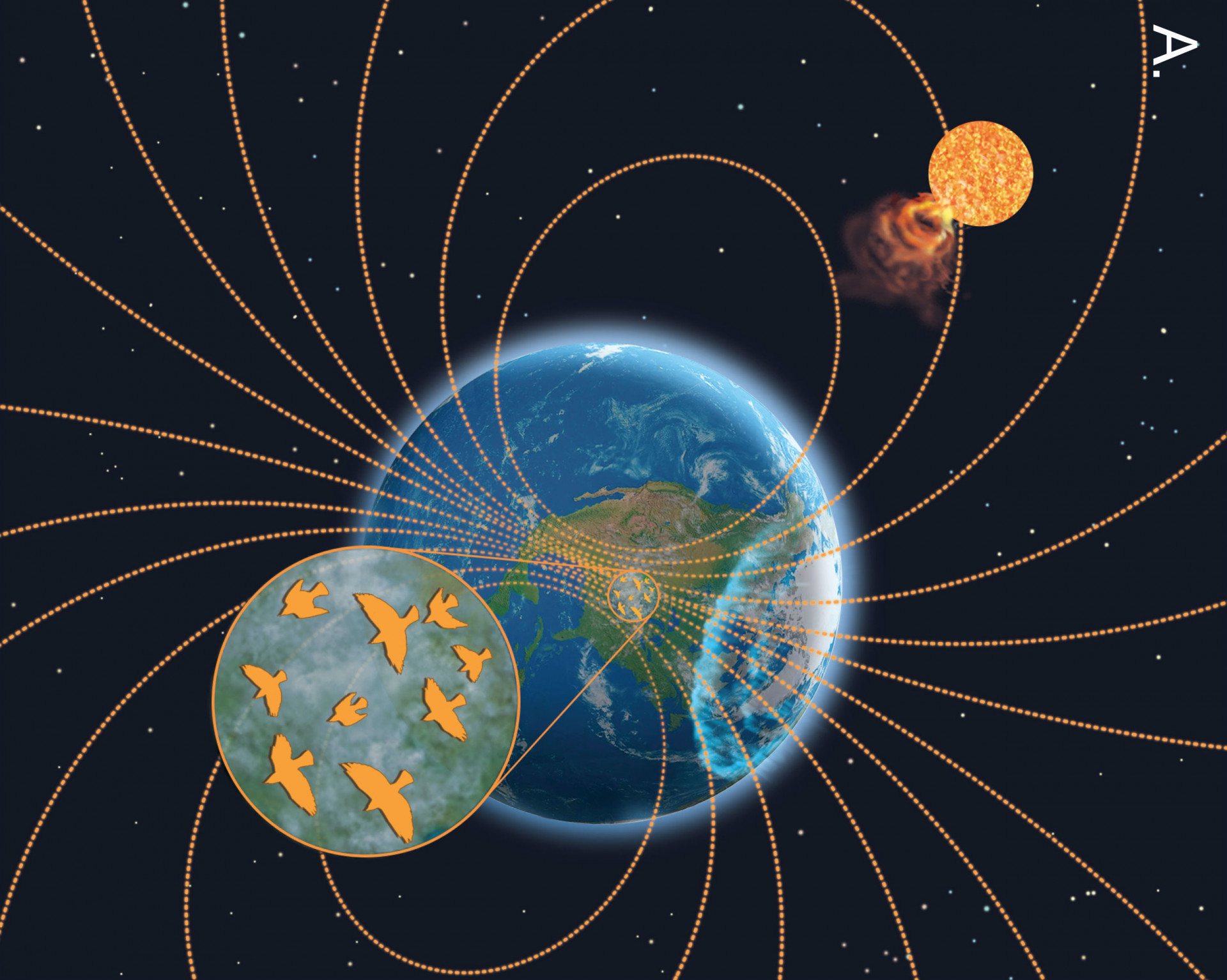 Intense space weather may impact nighttime bird migration