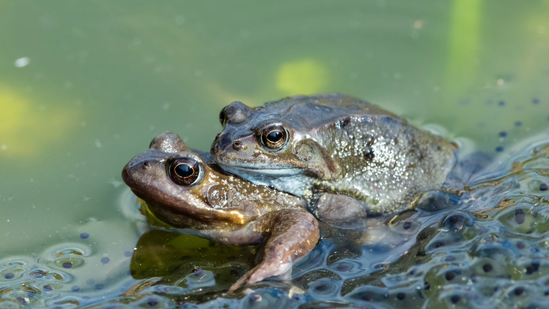 Female frogs pretend to be lifeless to dodge mating