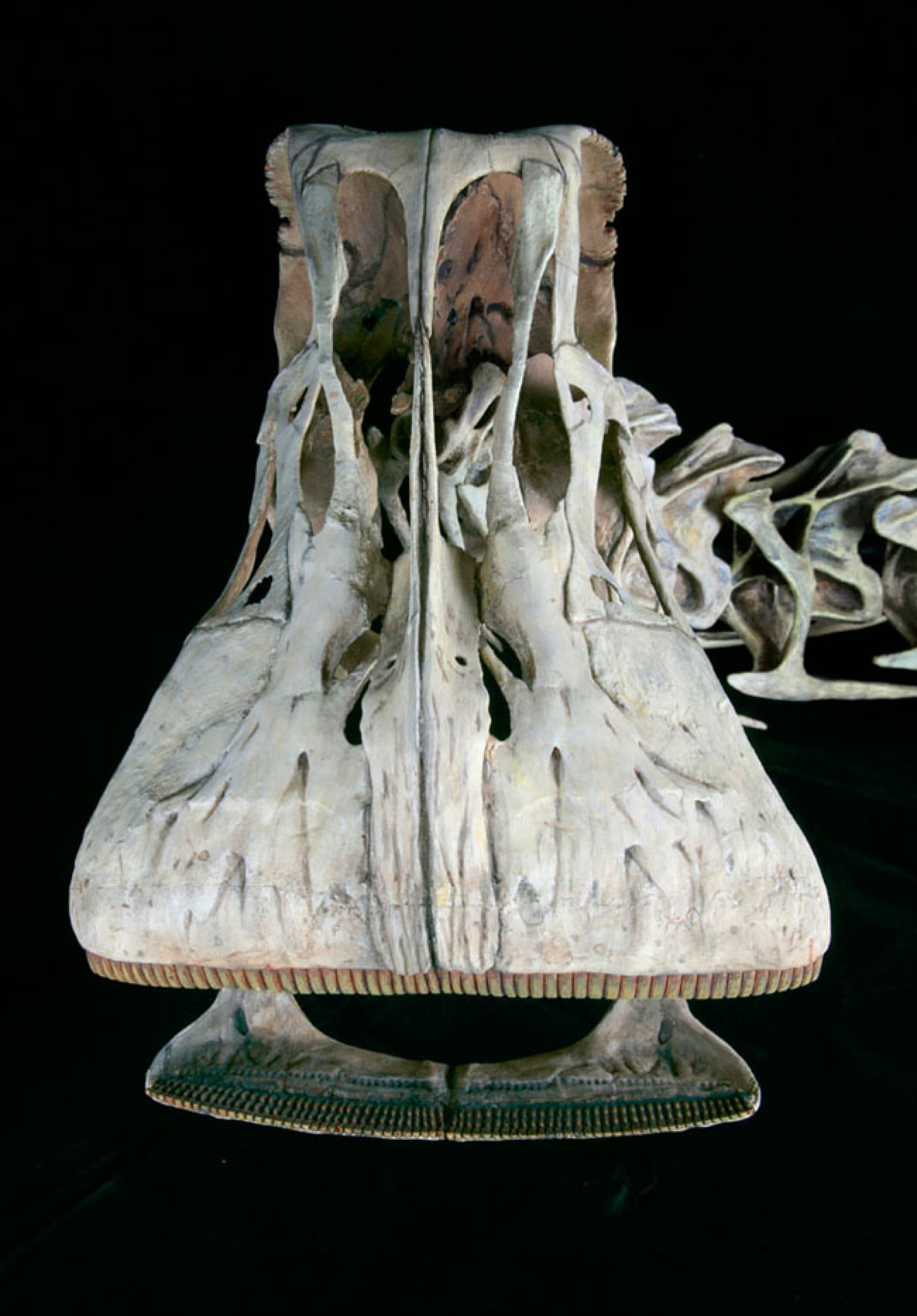 11 facts about Nigersaurus: The dinosaur with 500 teeth