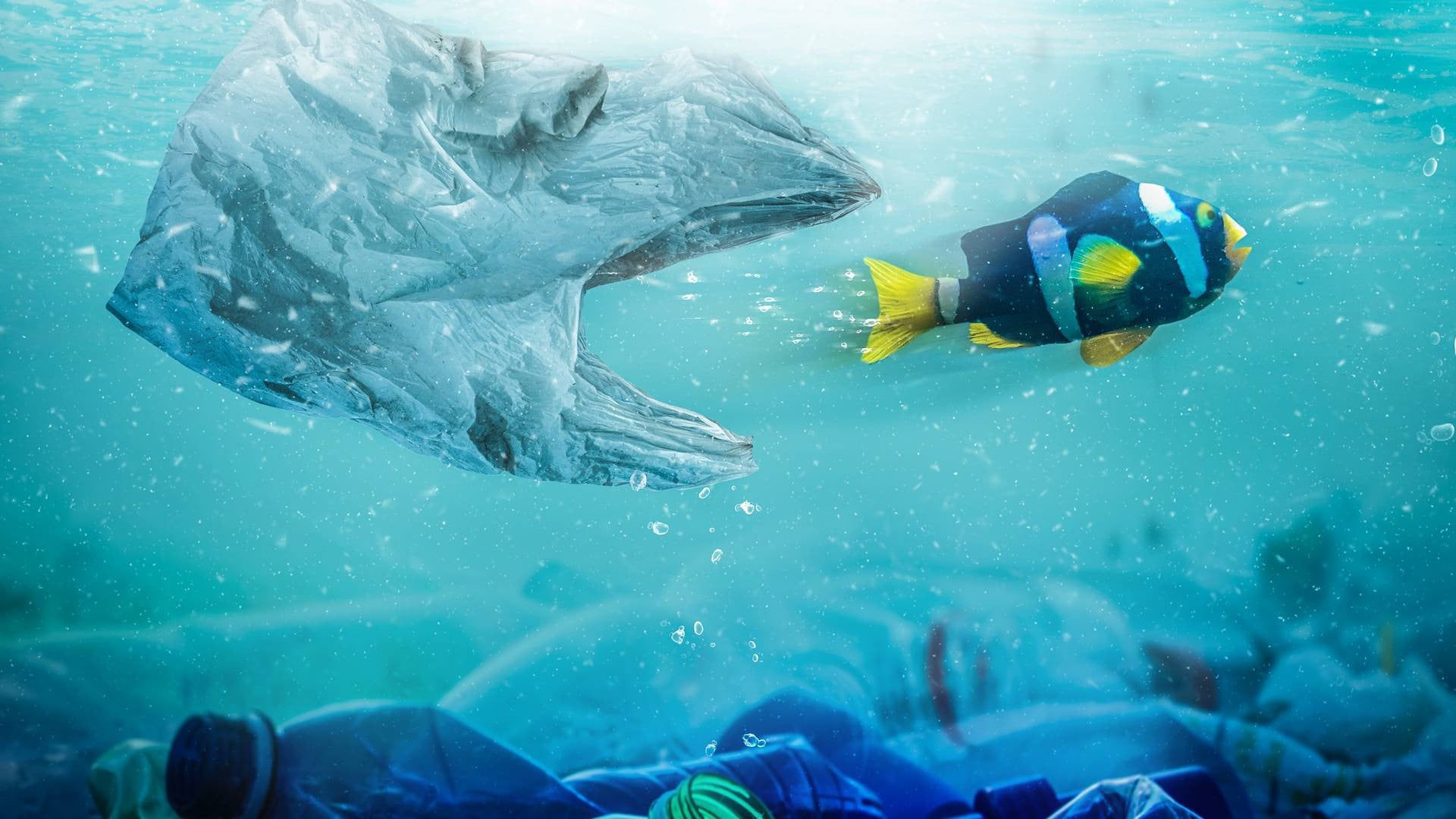 Marine bacteria gobble up hard-to-biodegrade plastic