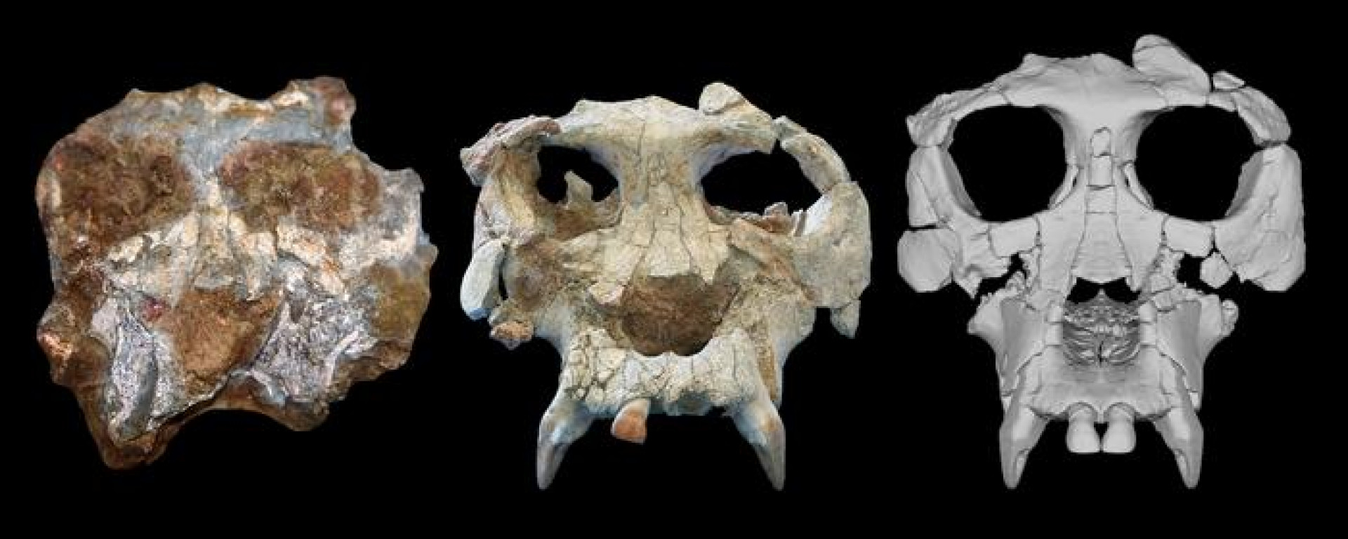 Scientists reconstruct the skull of an ancient great ape