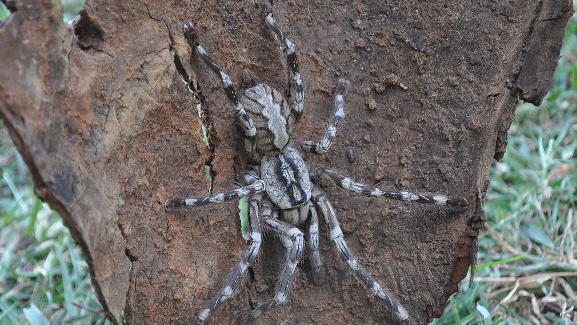 8 of the world's biggest spiders — they don't mean to scare