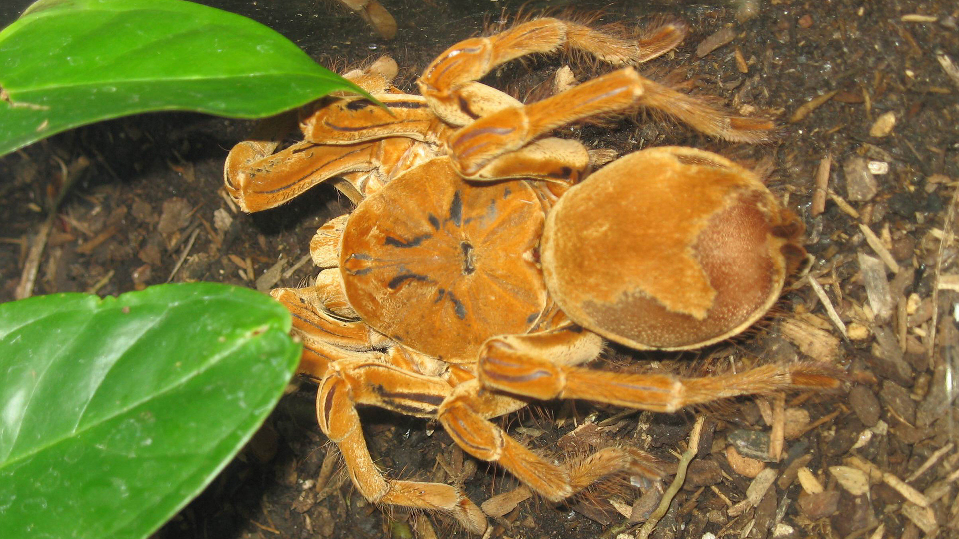 8 of the world's biggest spiders — they don't mean to scare