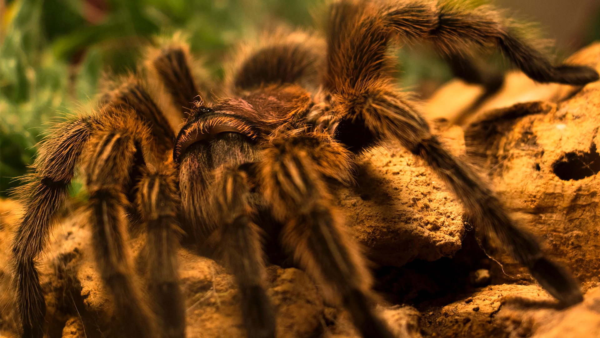 8 of the world's biggest spiders — they don't mean to scare