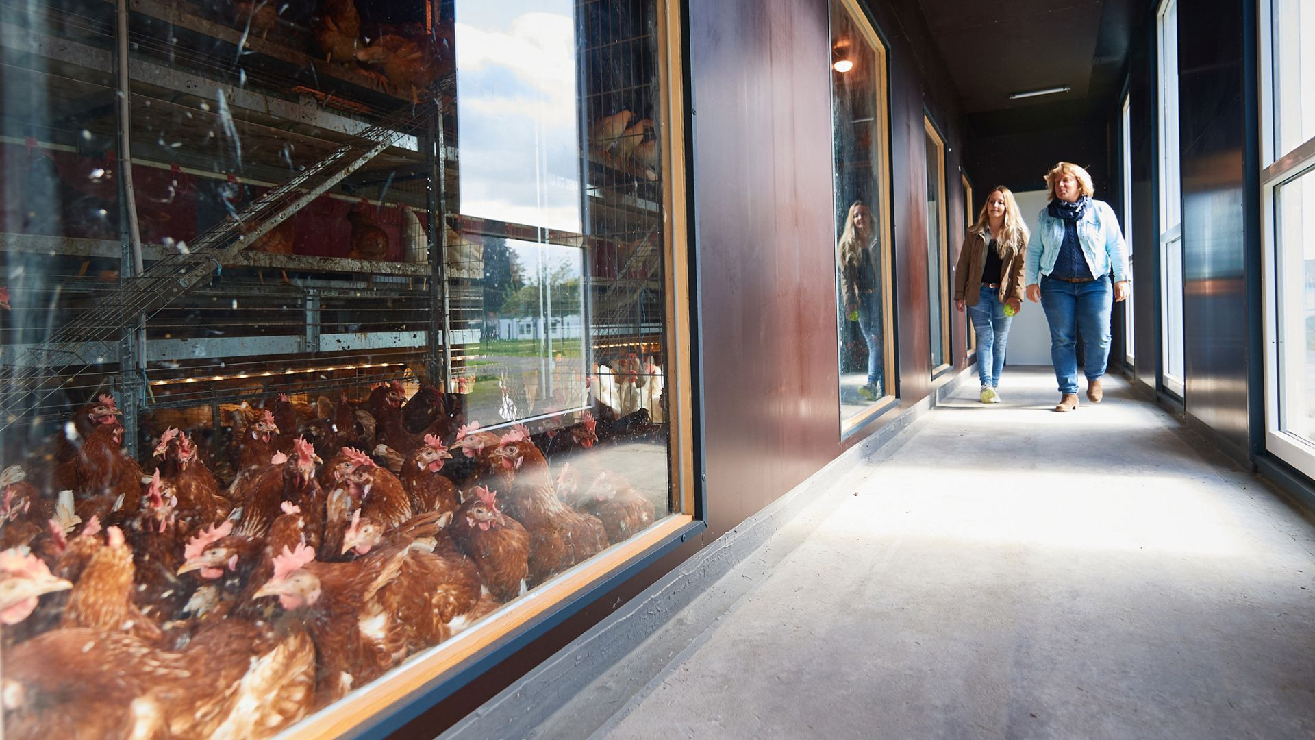 Clever roosters identify themselves in the mirror, say researchers