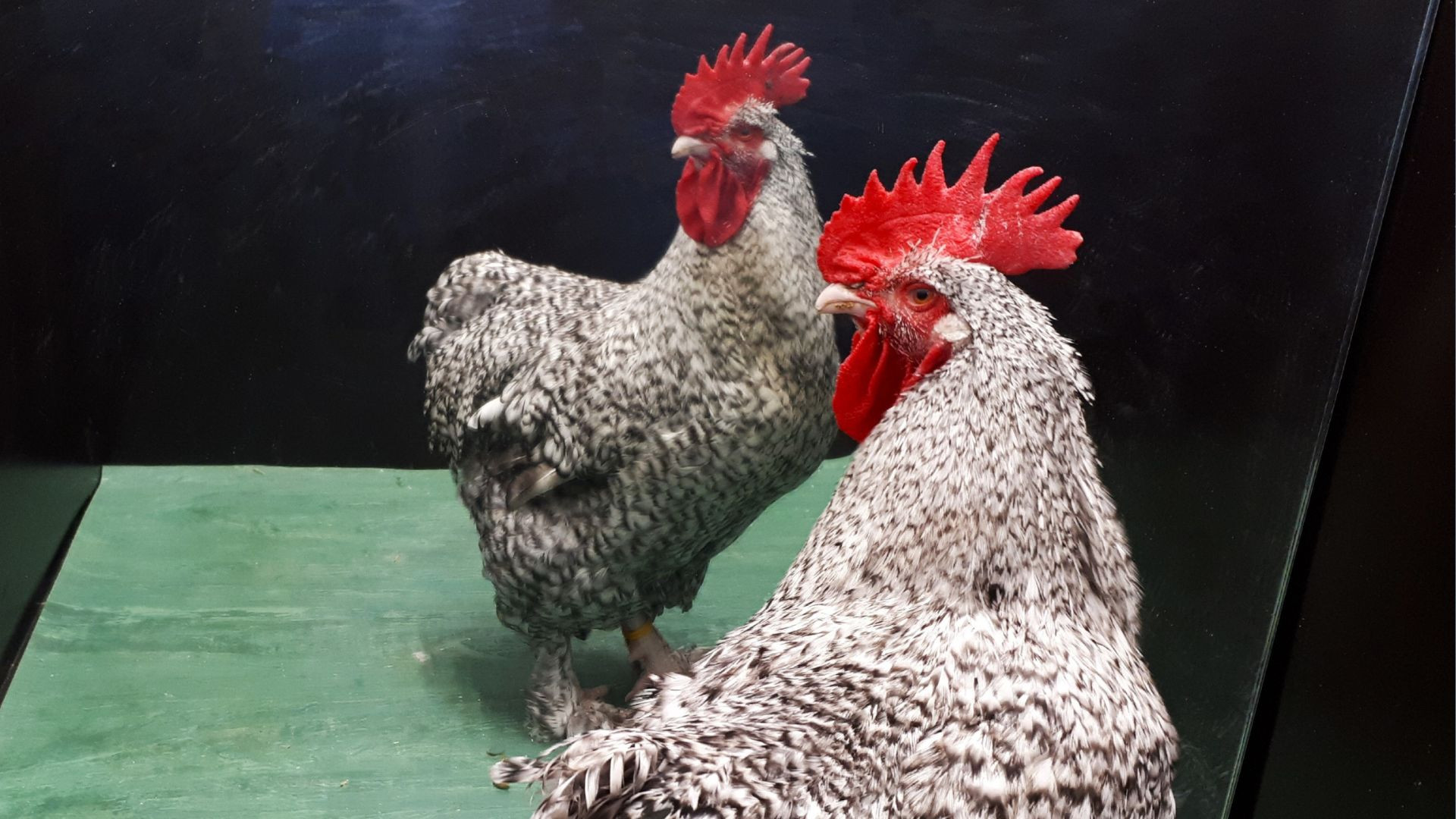 Clever roosters identify themselves in the mirror, say researchers