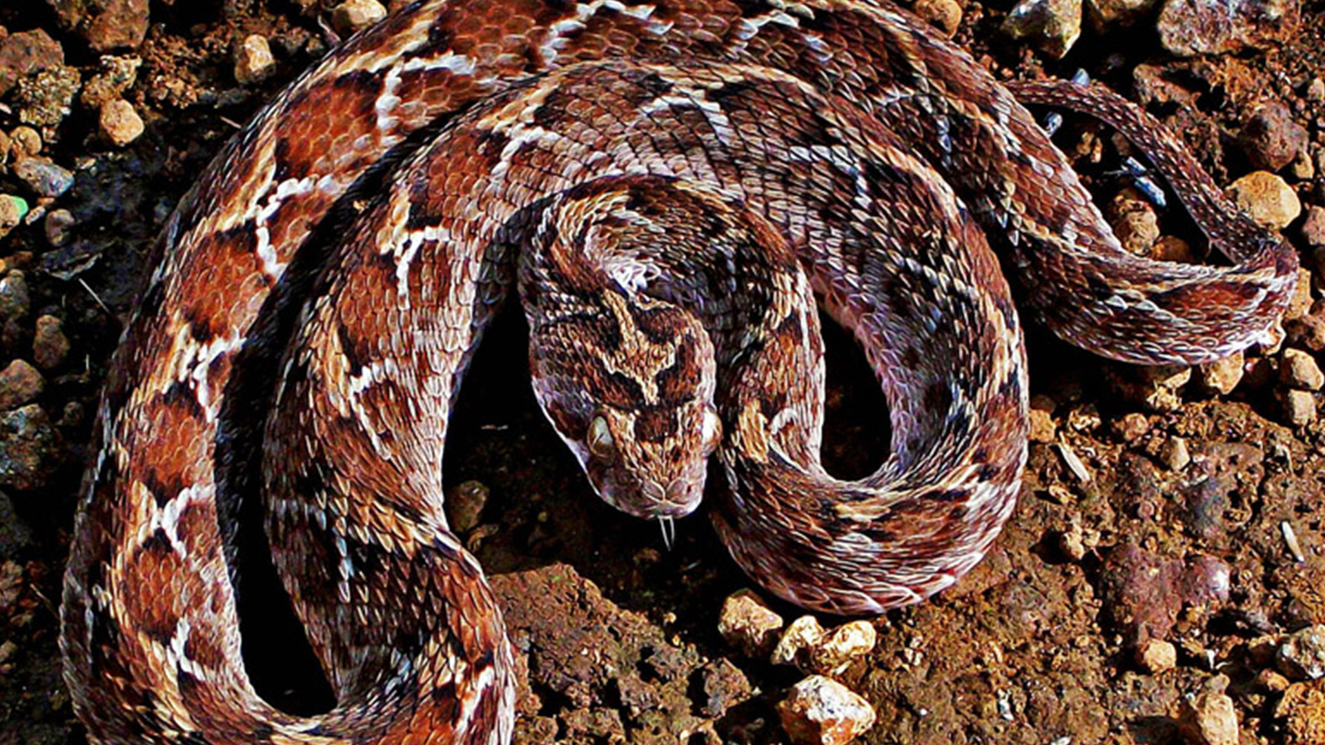 10 of the deadliest snakes in the world