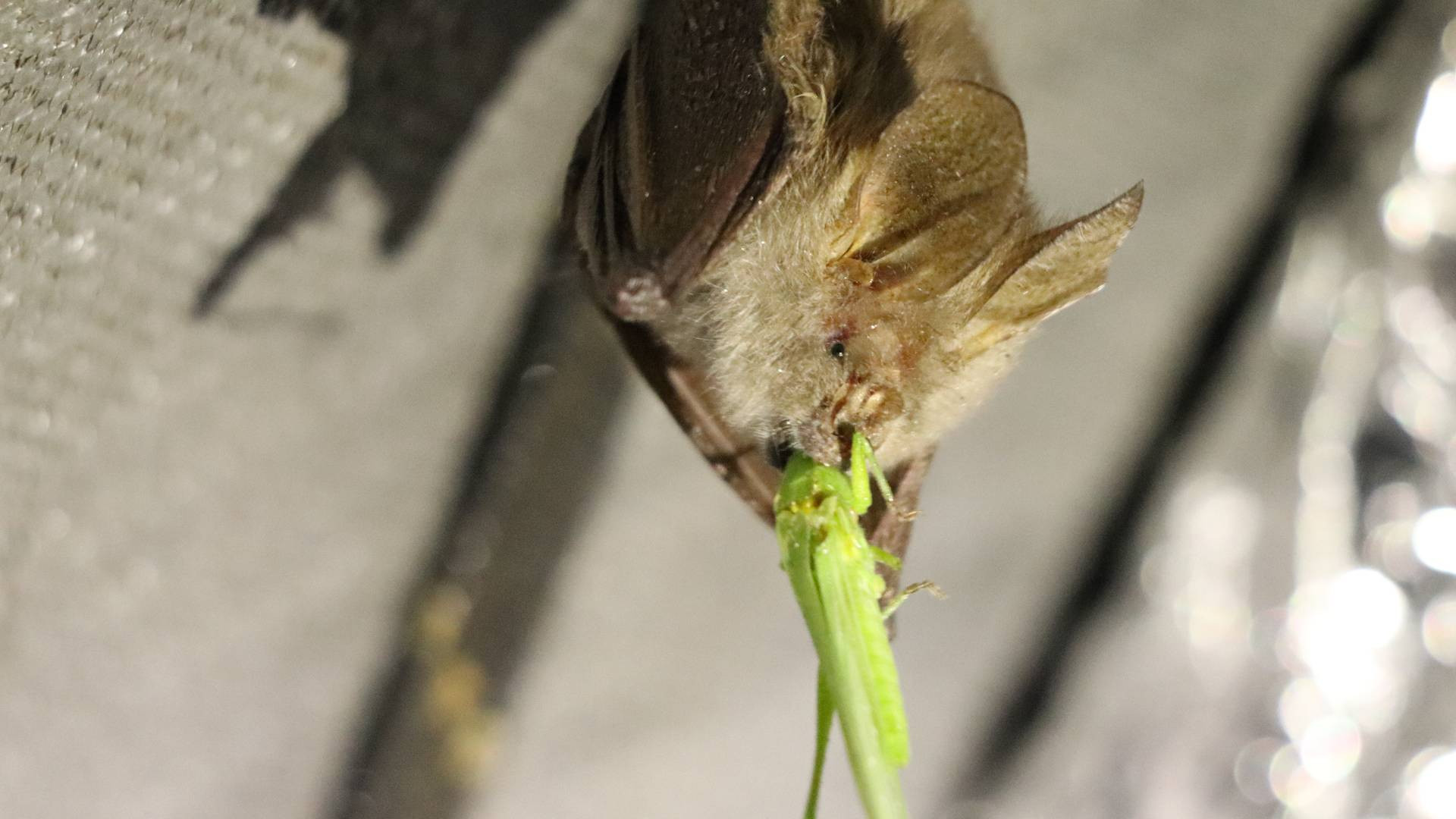 Luck not evolution made this bat a super quiet hunter