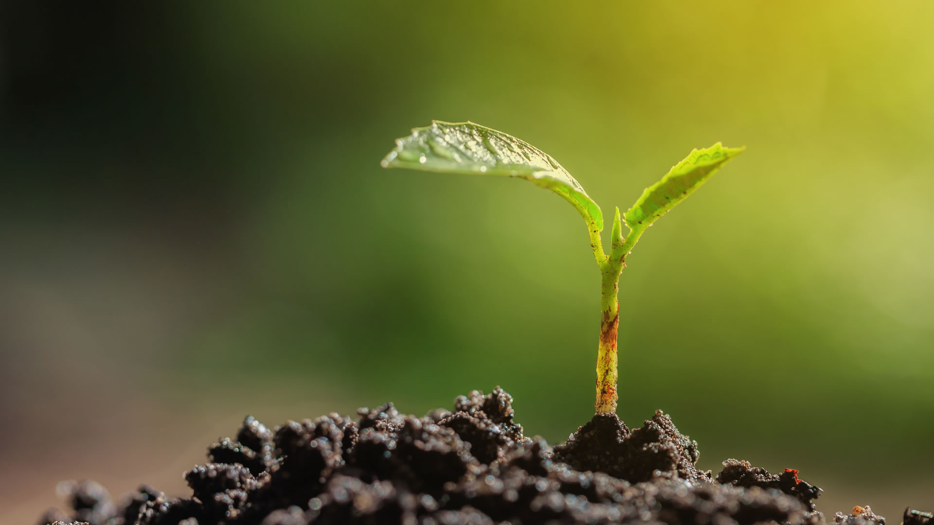 The 7 most popular theories for the origin of life