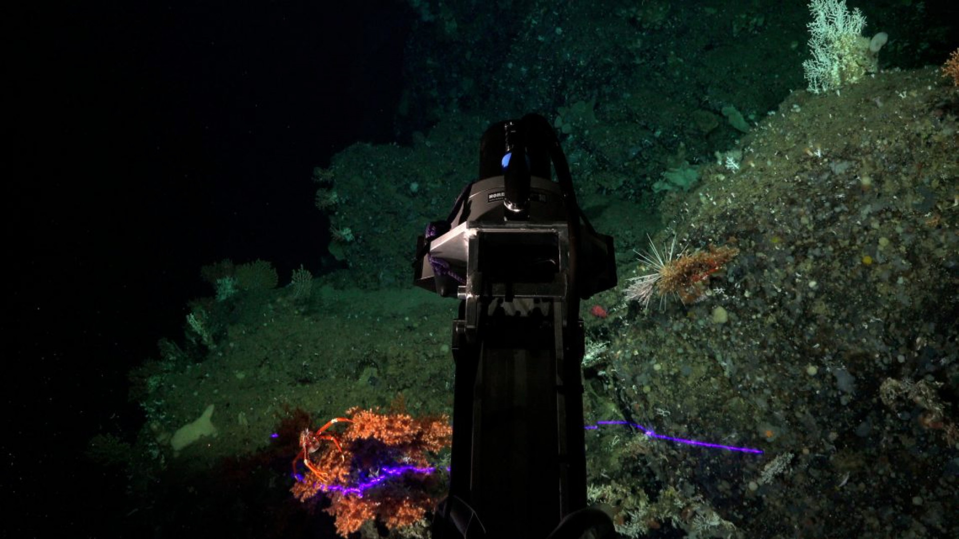 SuBastian ROV: 14,700 feet robot discovers reef bigger than 8 football ...