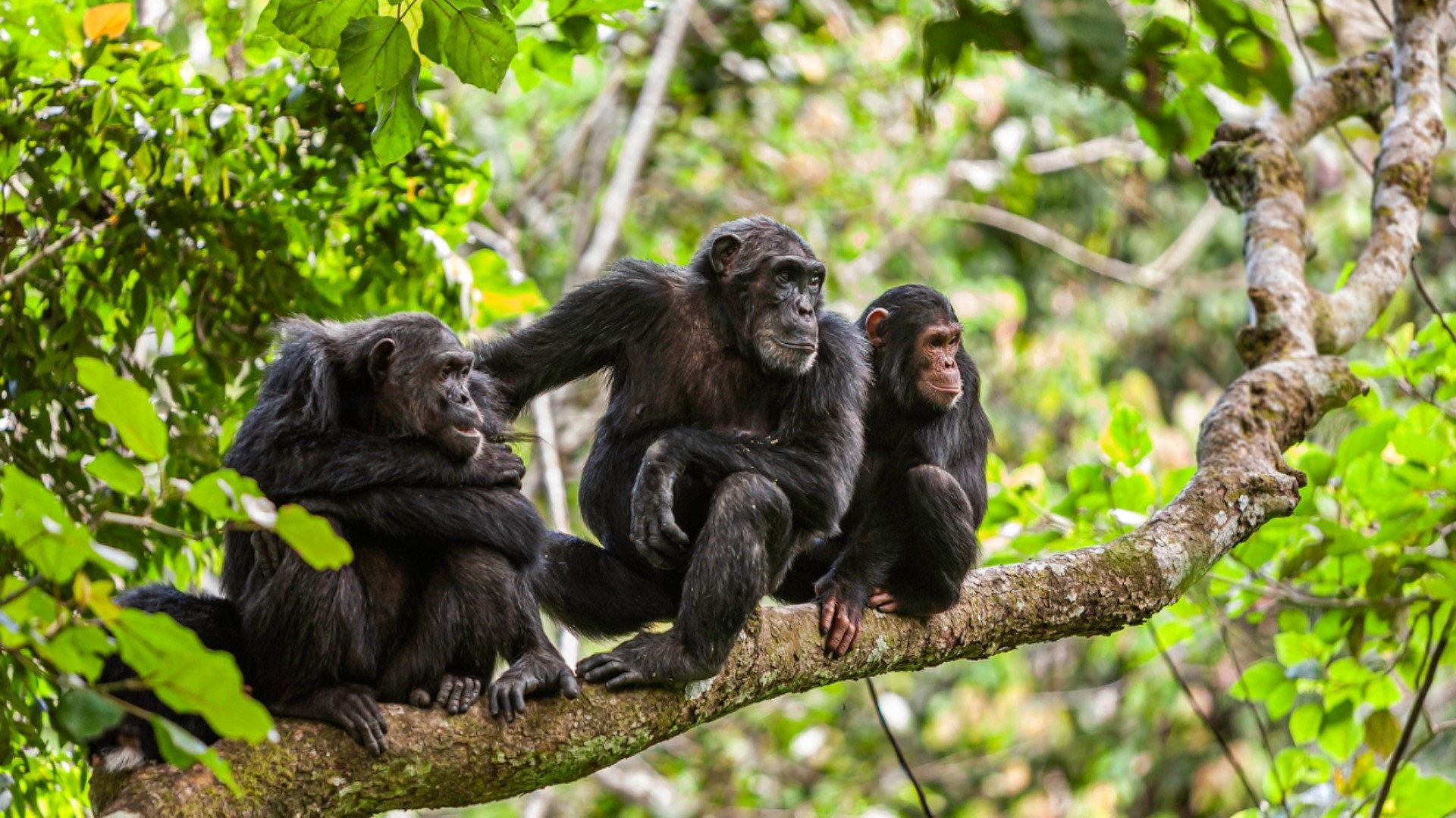 Masters of military strategy? Chimps go to war like humans, finds study