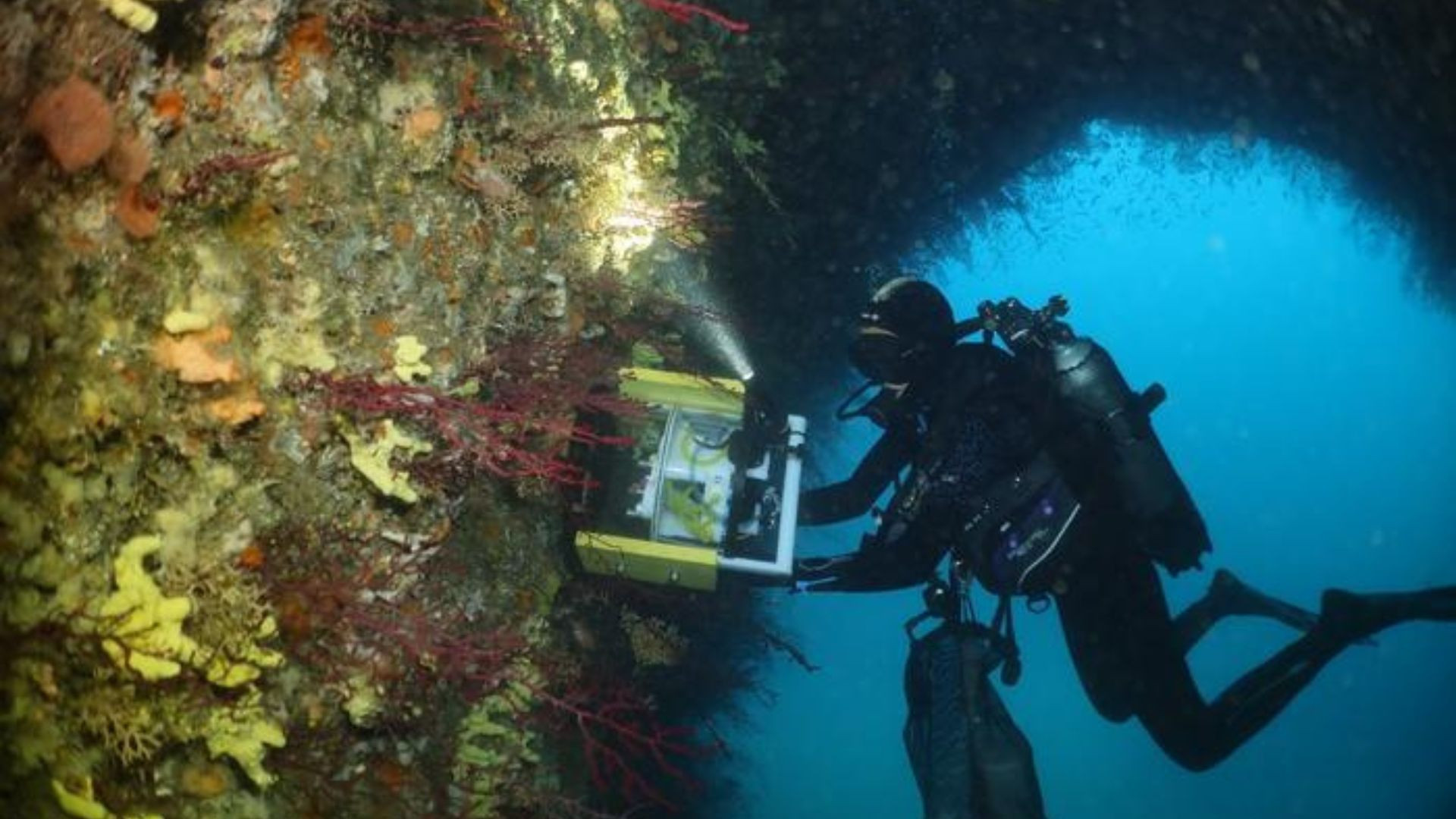Deep-sea sniffer dog? Scientists develop device to detect new molecules