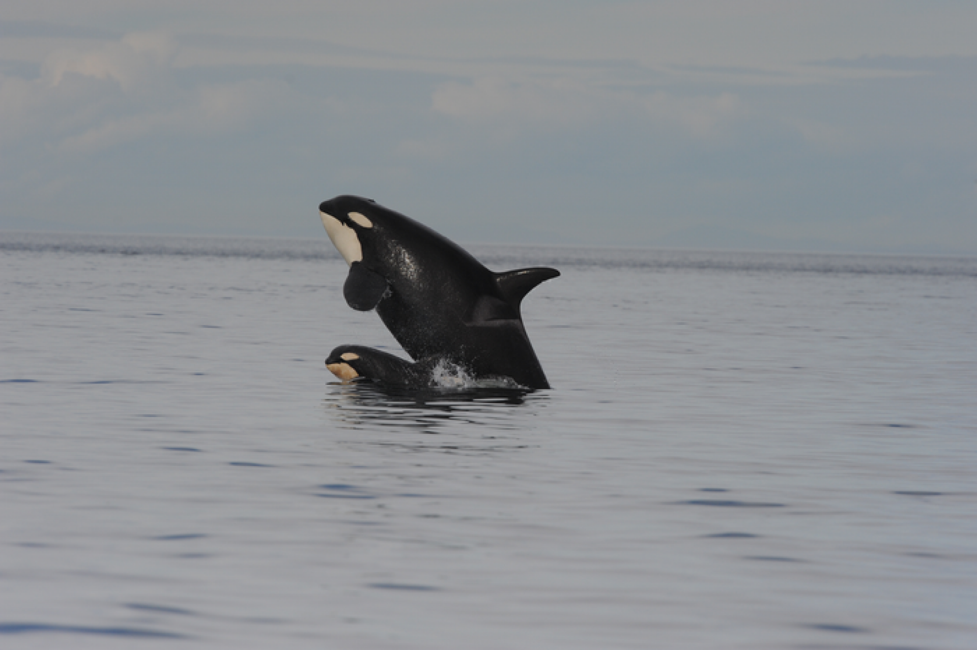 6 possible reasons why killer whales are 'attacking' boats