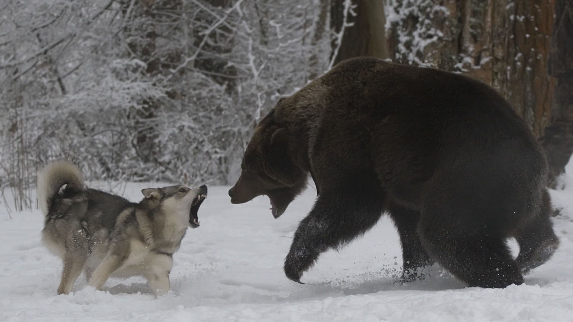 5 of the craziest animal battles ever — what would win?