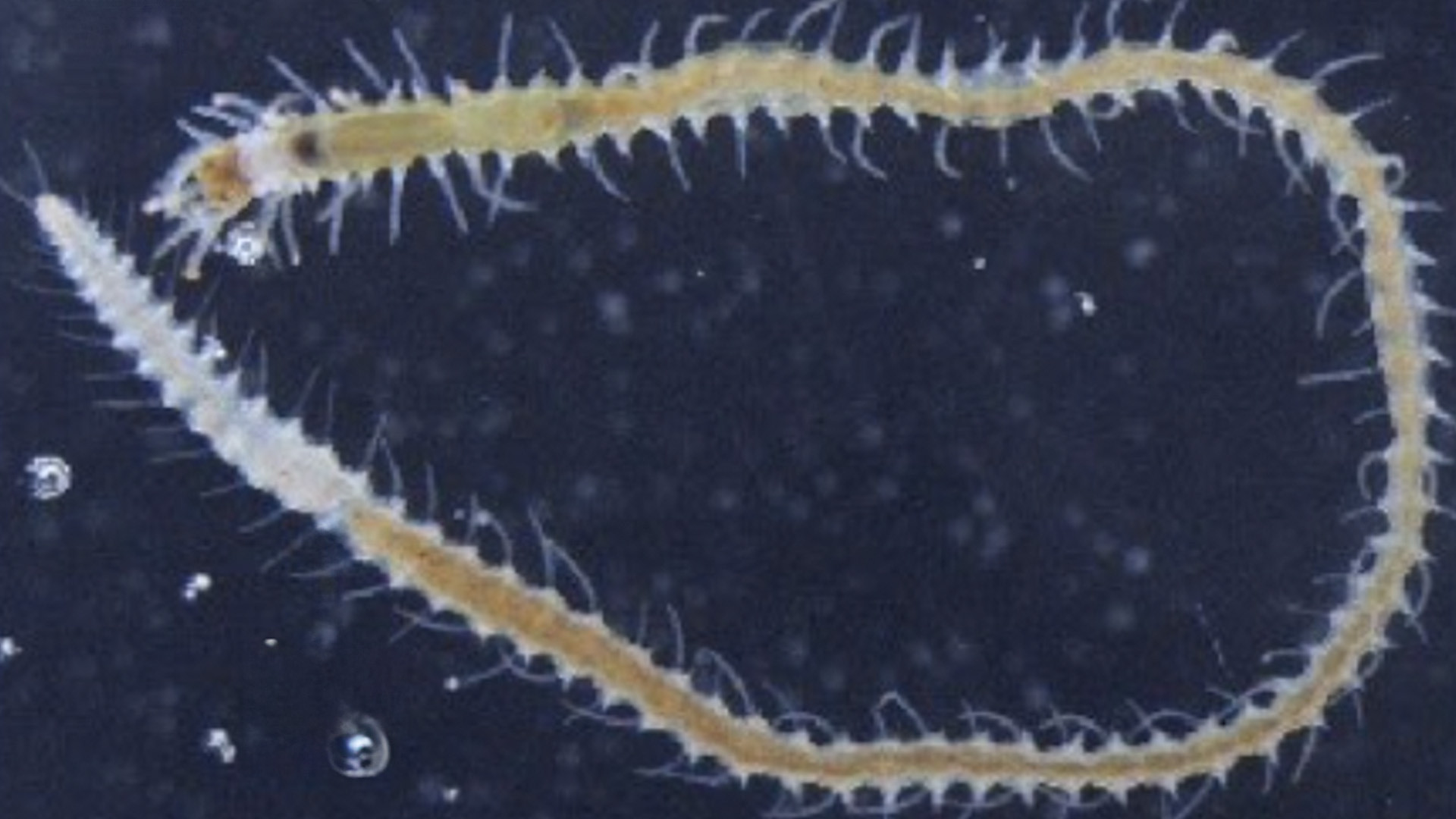 Megasyllis nipponica: This is how this sea worm Syllidae finds its ...