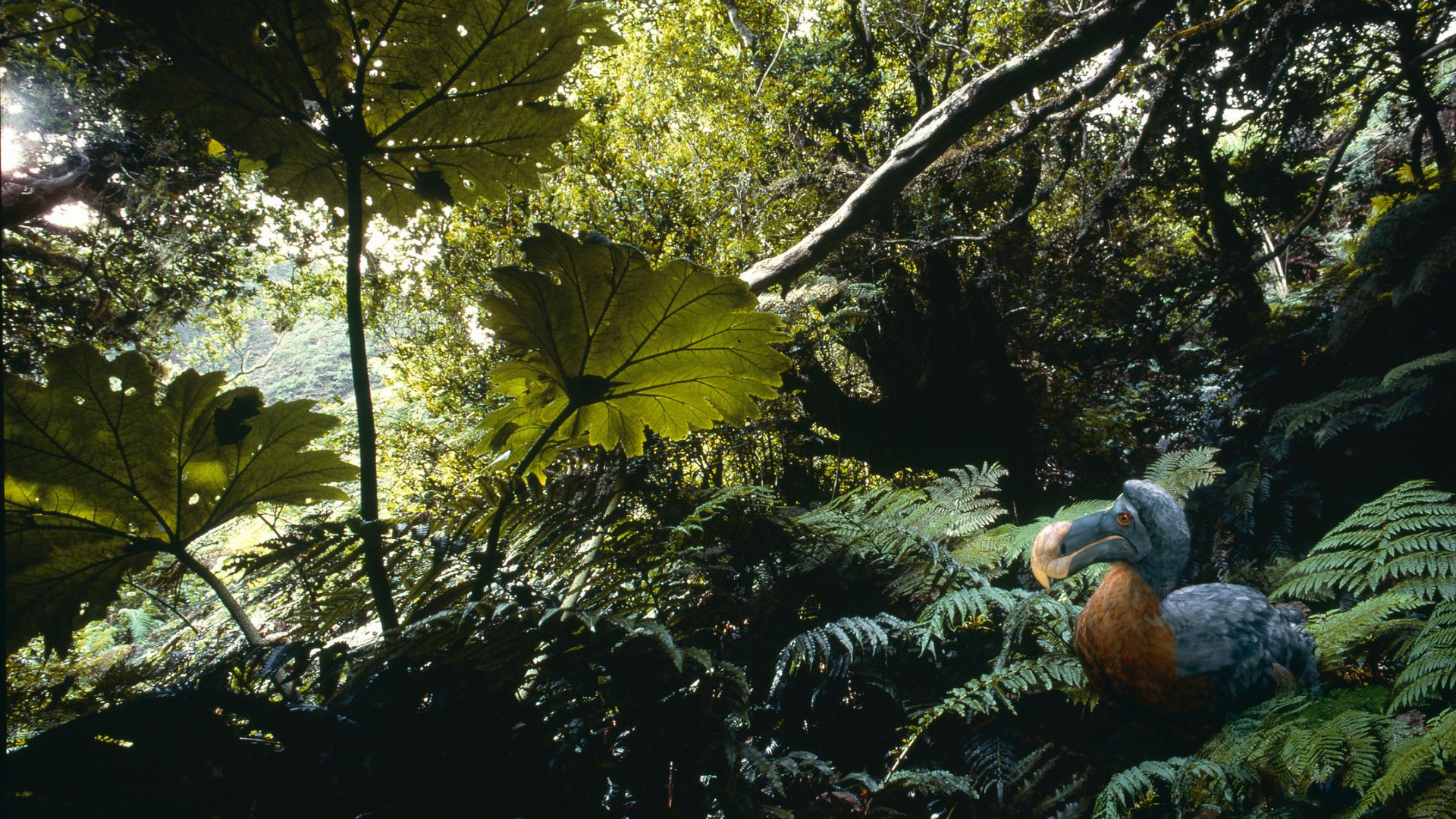Returning Dodo will involve building its native habitats
