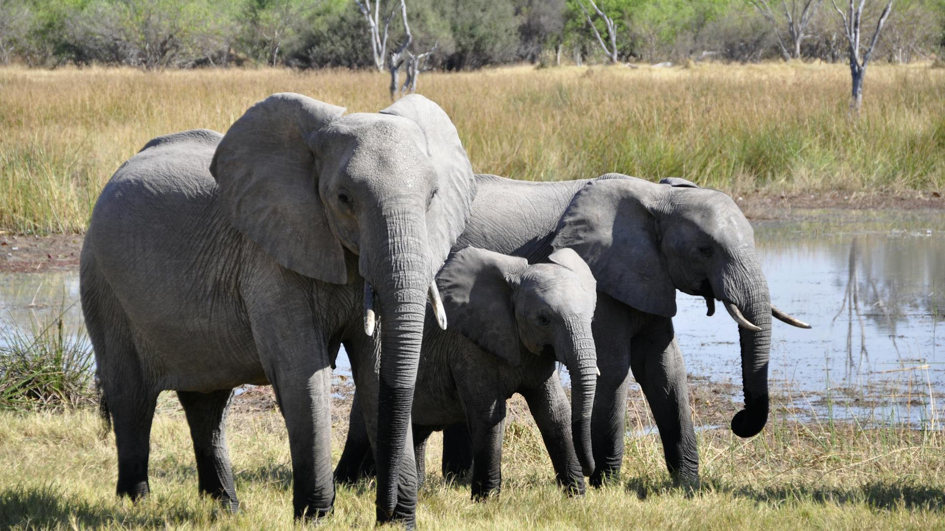 11 deadly creatures that kill the maximum number of humans