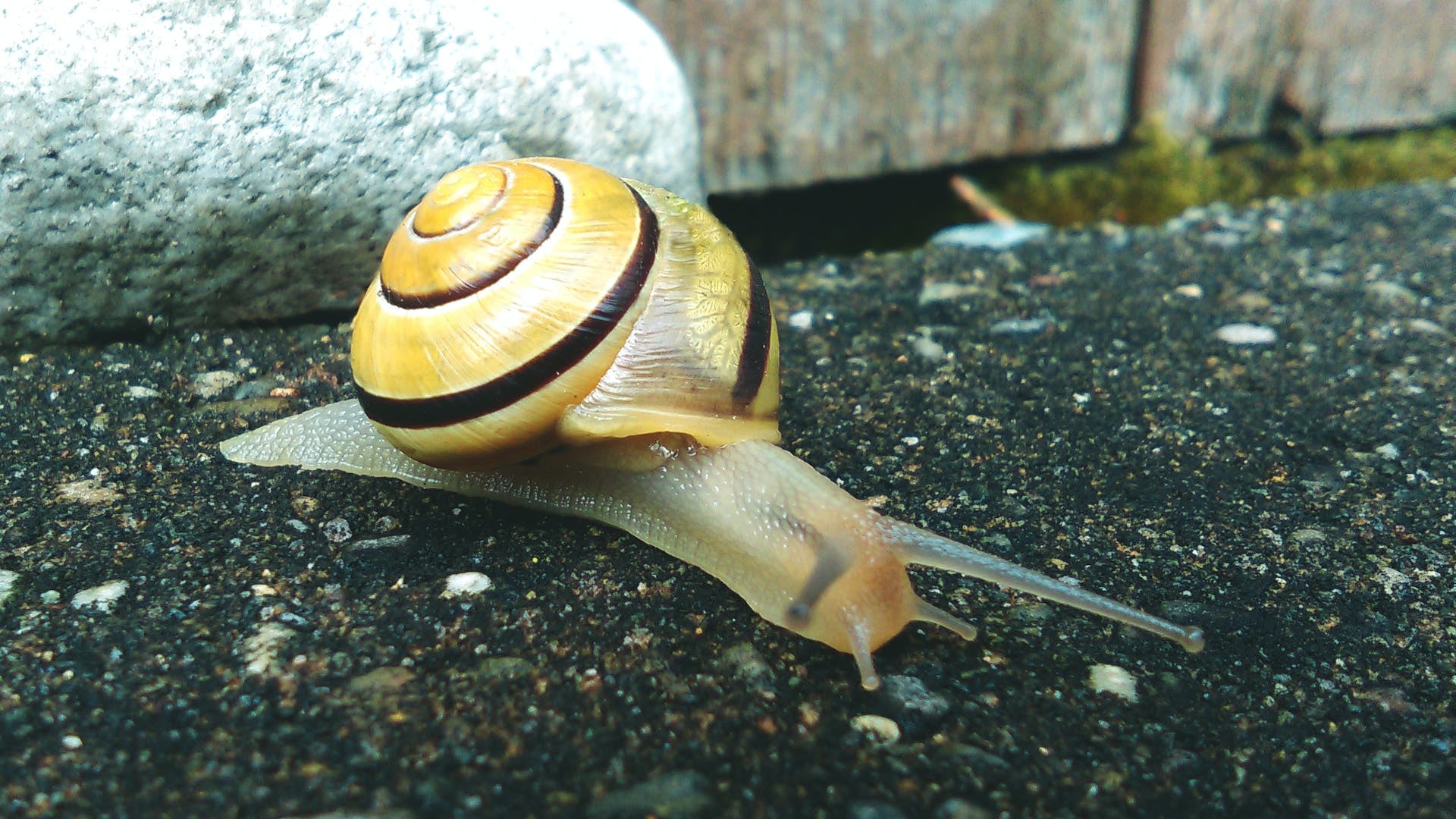 11 deadly creatures that kill the maximum number of humans