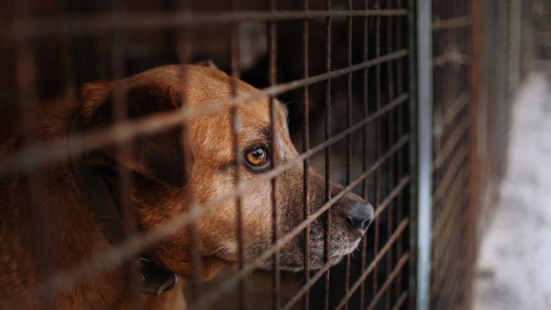 Dog-meat ban: S. Korean farmers threaten to unleash 2 million canines