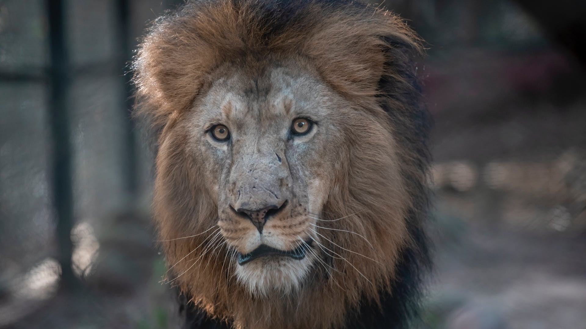 11 deadly creatures that kill the maximum number of humans