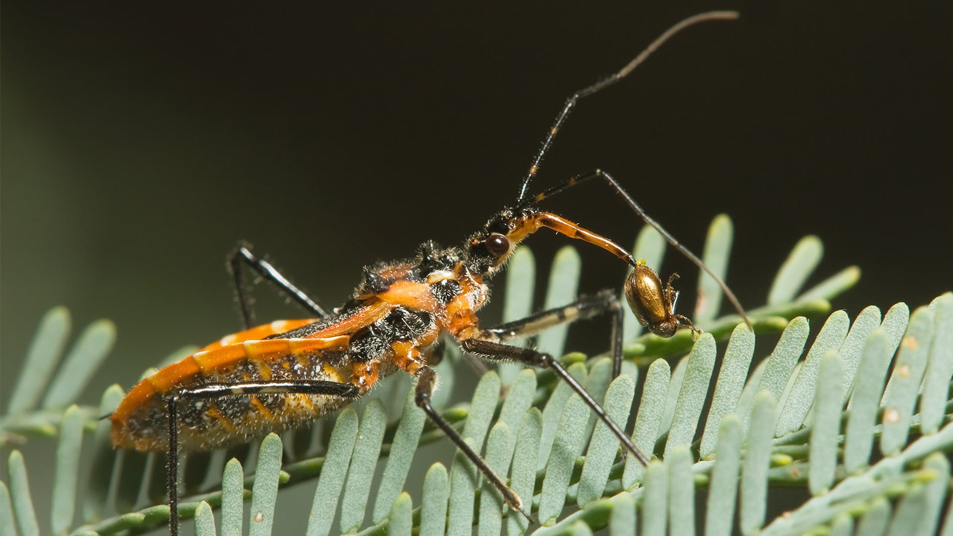 11 deadly creatures that kill the maximum number of humans