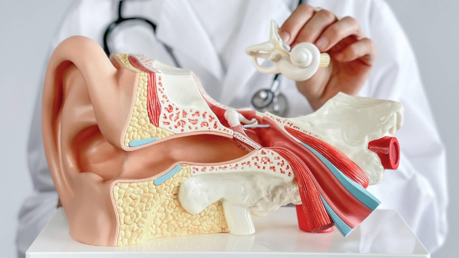 Complete computer model of the ear simulates every aspect of hearing