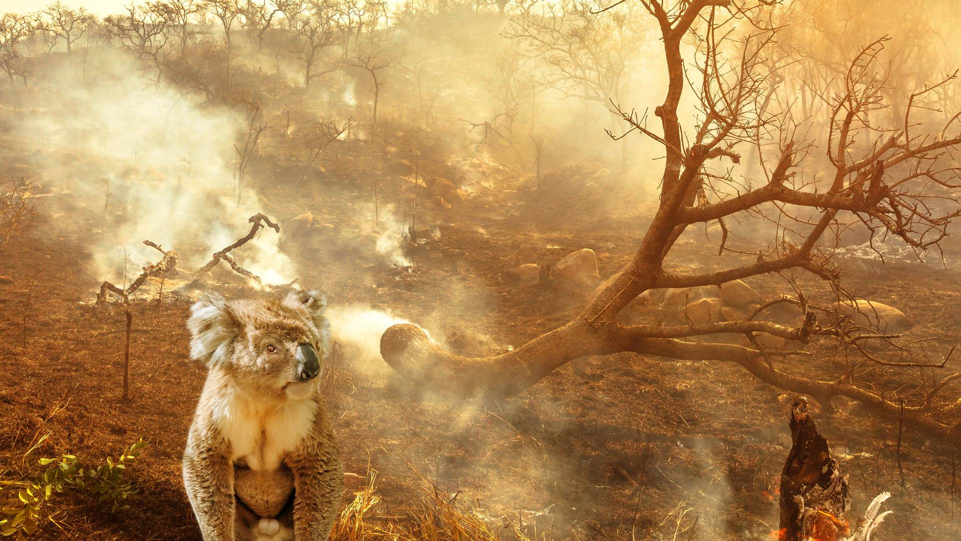 Good news! Animals affected by global warming have options for relocation Good news! Animals affected by global warming have options for relocation