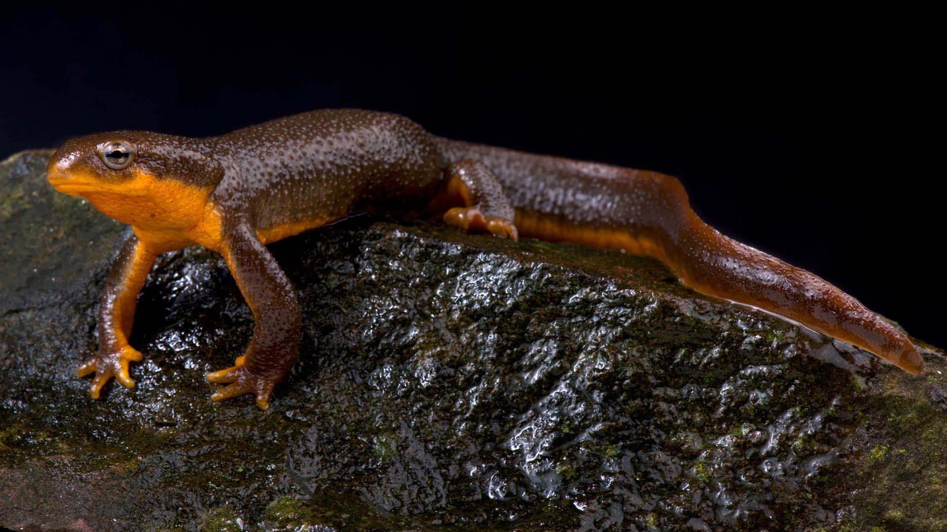 Study finds female newts are more toxic, deadlier than males