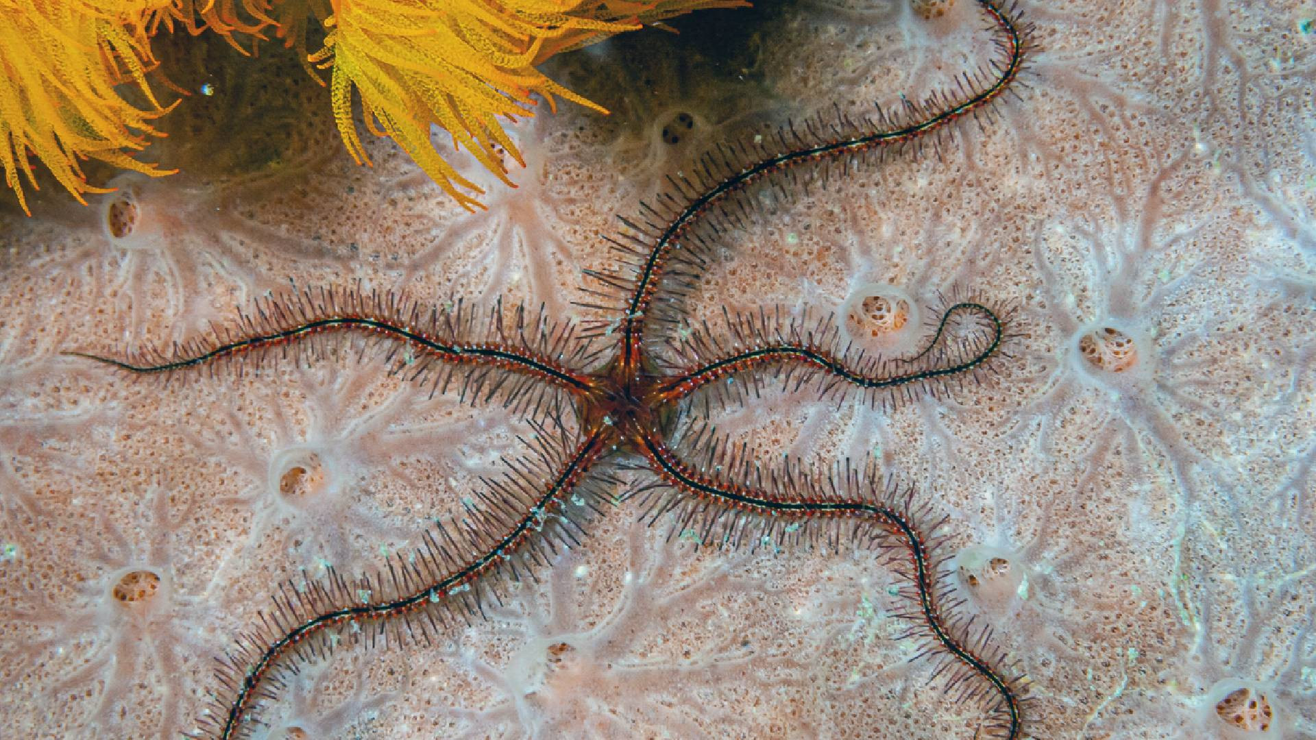 Headless animals manage to learn without ever having a brain