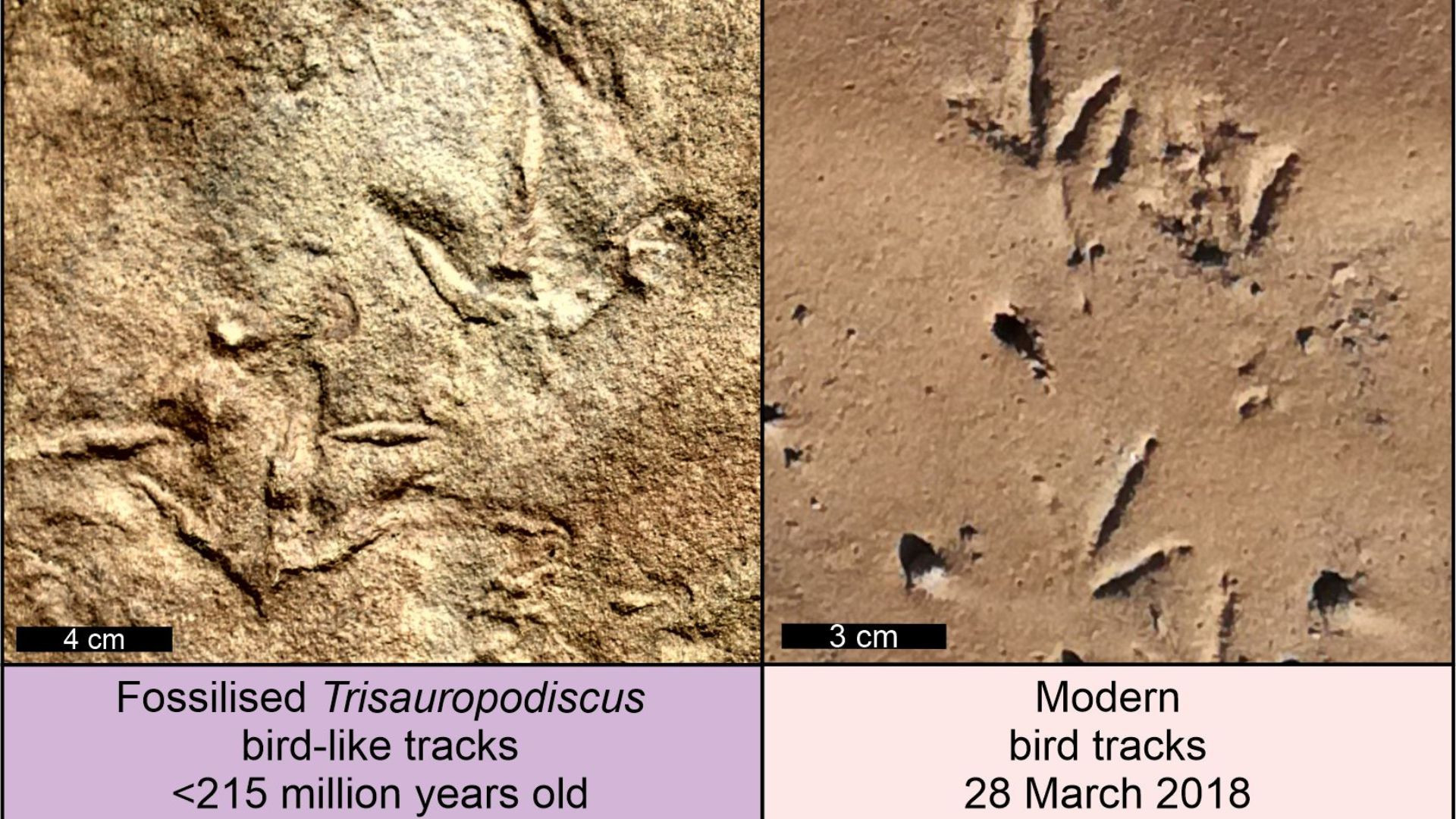 Bird-like footprints belong to 215 million-year-old dinosaur