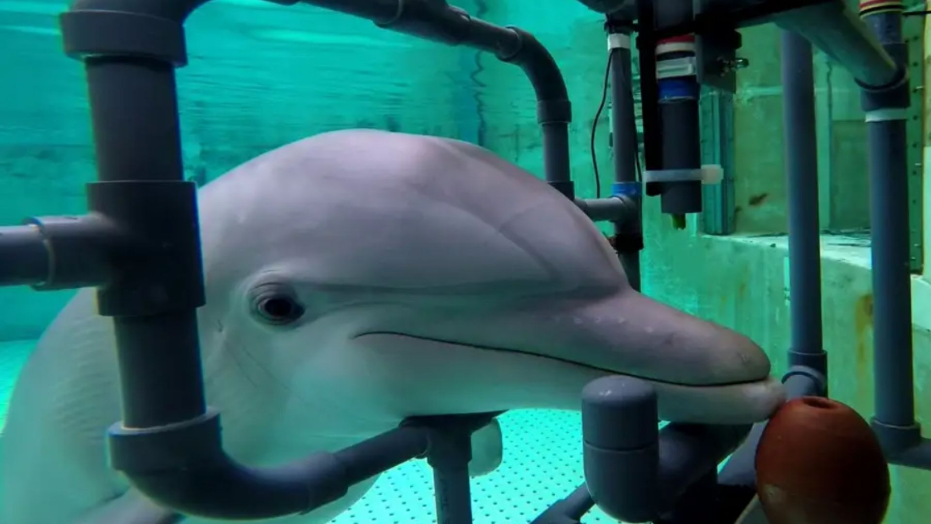 Scientists study bottleneck dolphins' electrosensory snouts