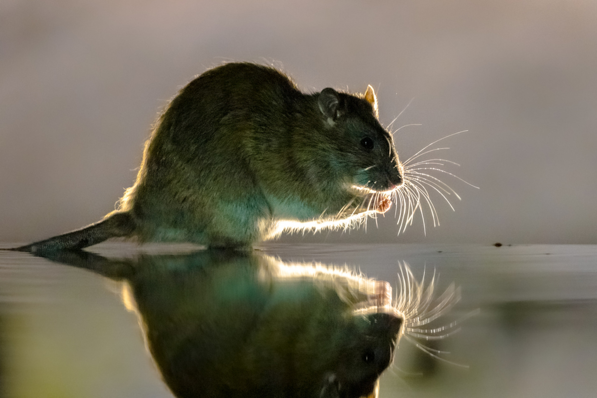 Mice exhibit self-recognition-like behavior in mirror test