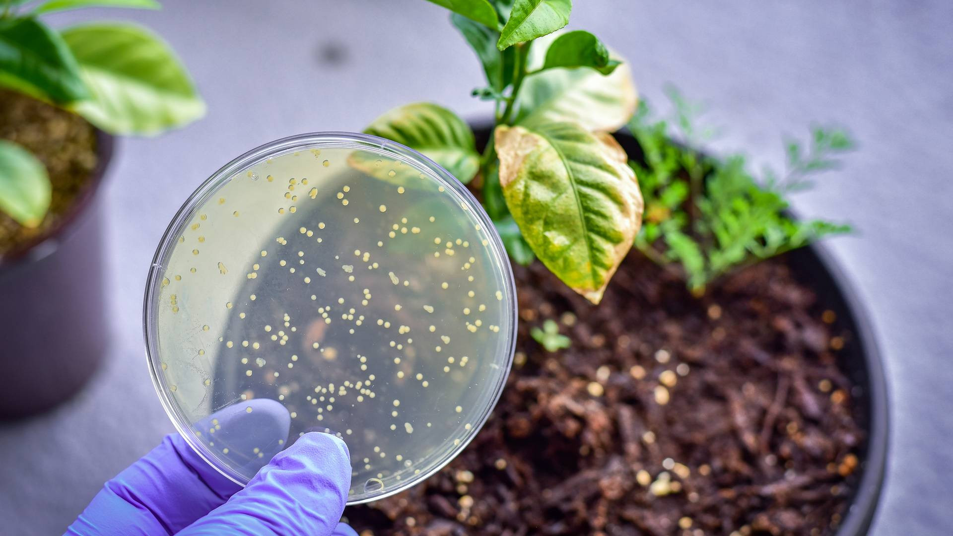 Microbes essential to plants are disappearing due to global warming