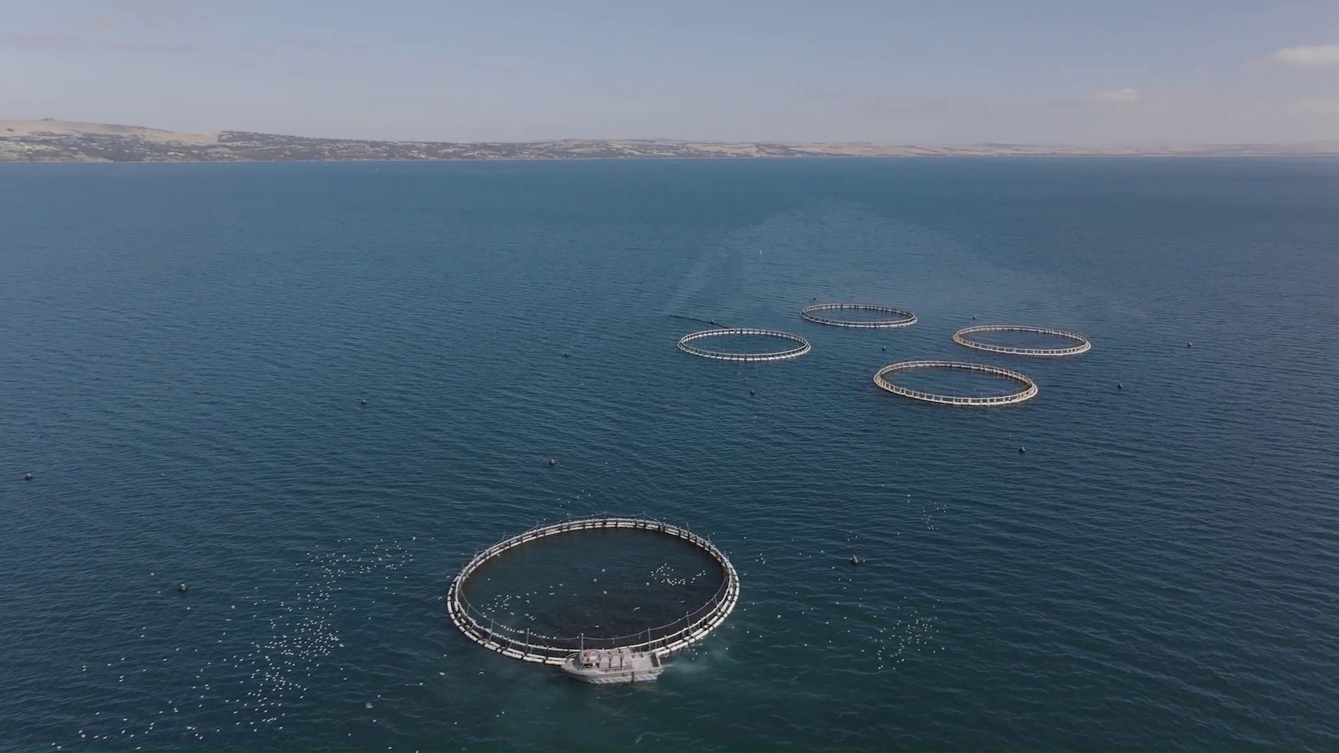 AquaWatch will monitor seafood water quality in Australia
