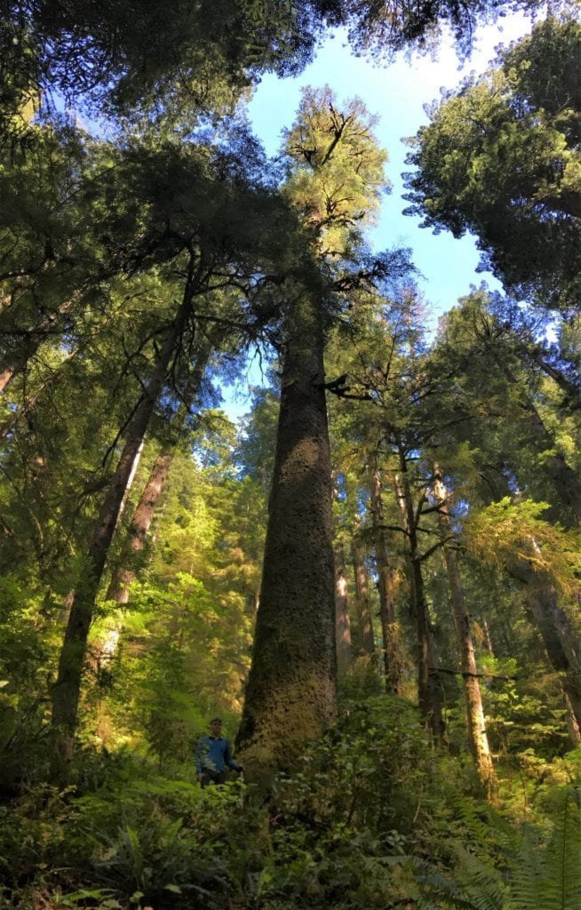 8 tallest trees on Earth — they'll make you feel super small