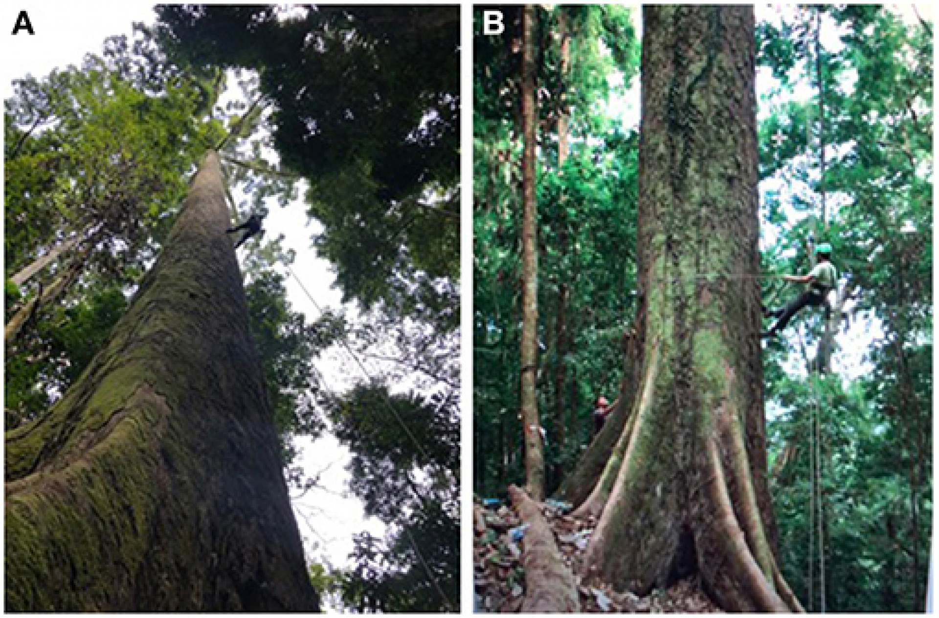 8 tallest trees on Earth — they'll make you feel super small