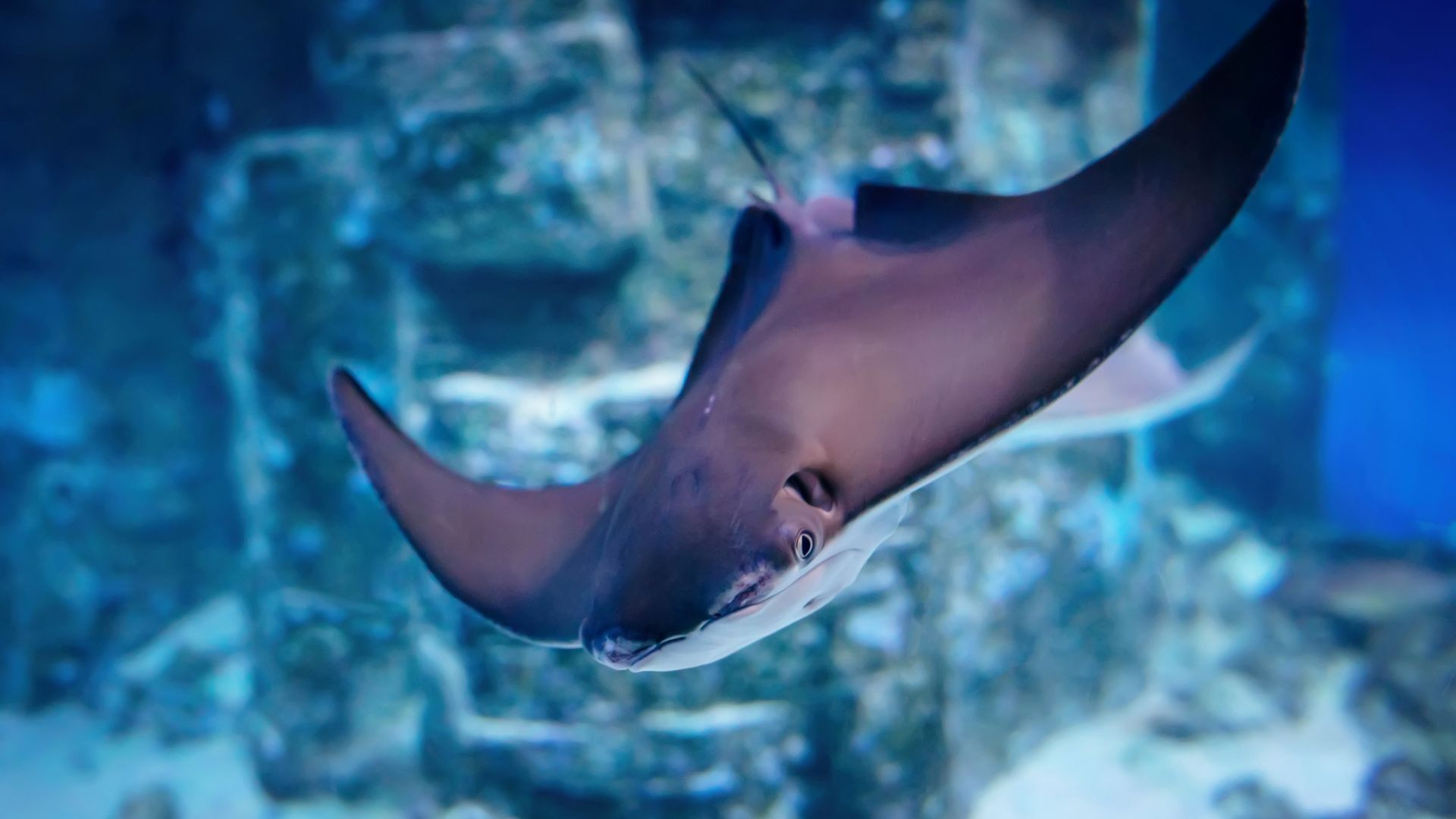 Meet April, the Cownose Ray pup born from artificial insemination