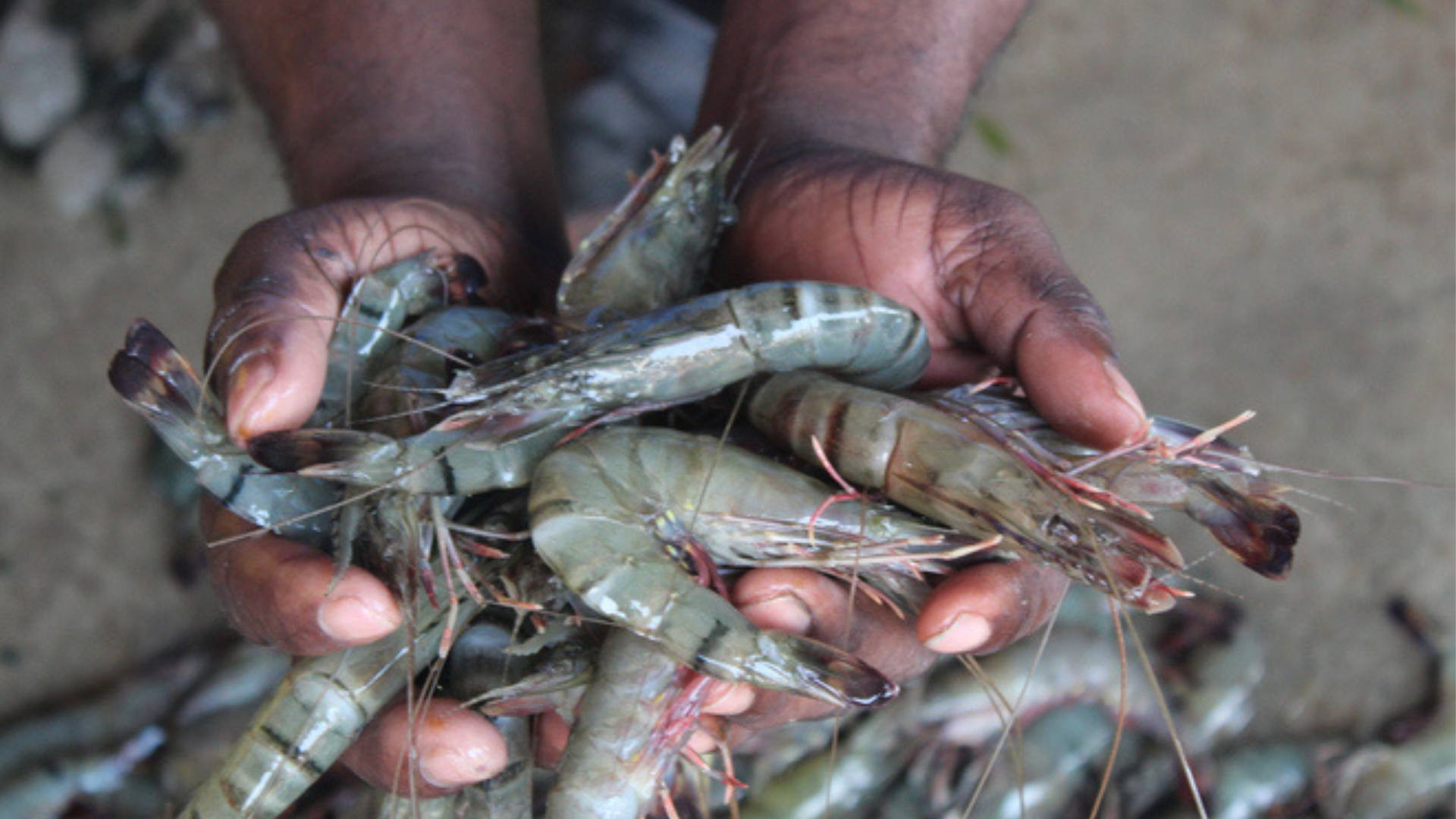 AI-powered system detects stress in farmed shrimp.