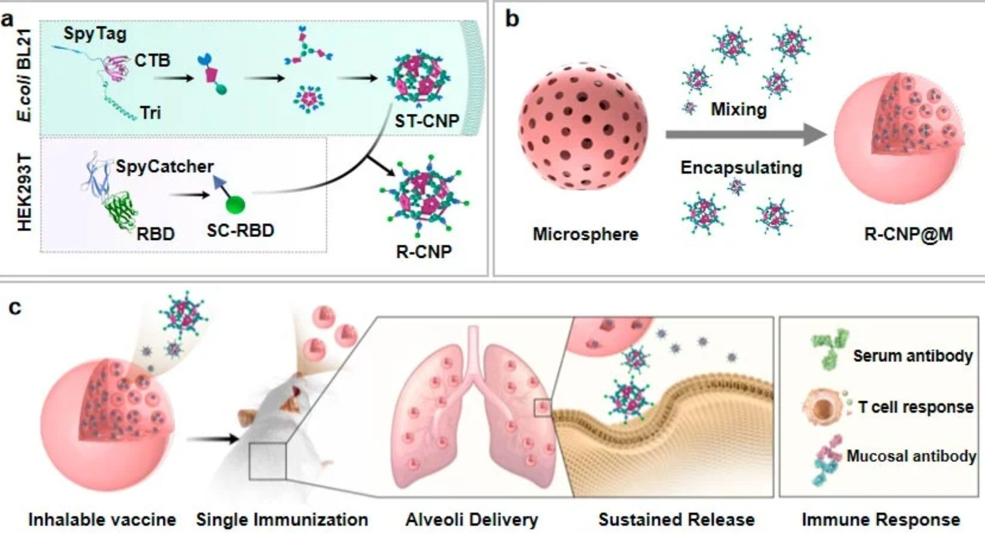 Our future vaccines could be inhalable and safer than ever.