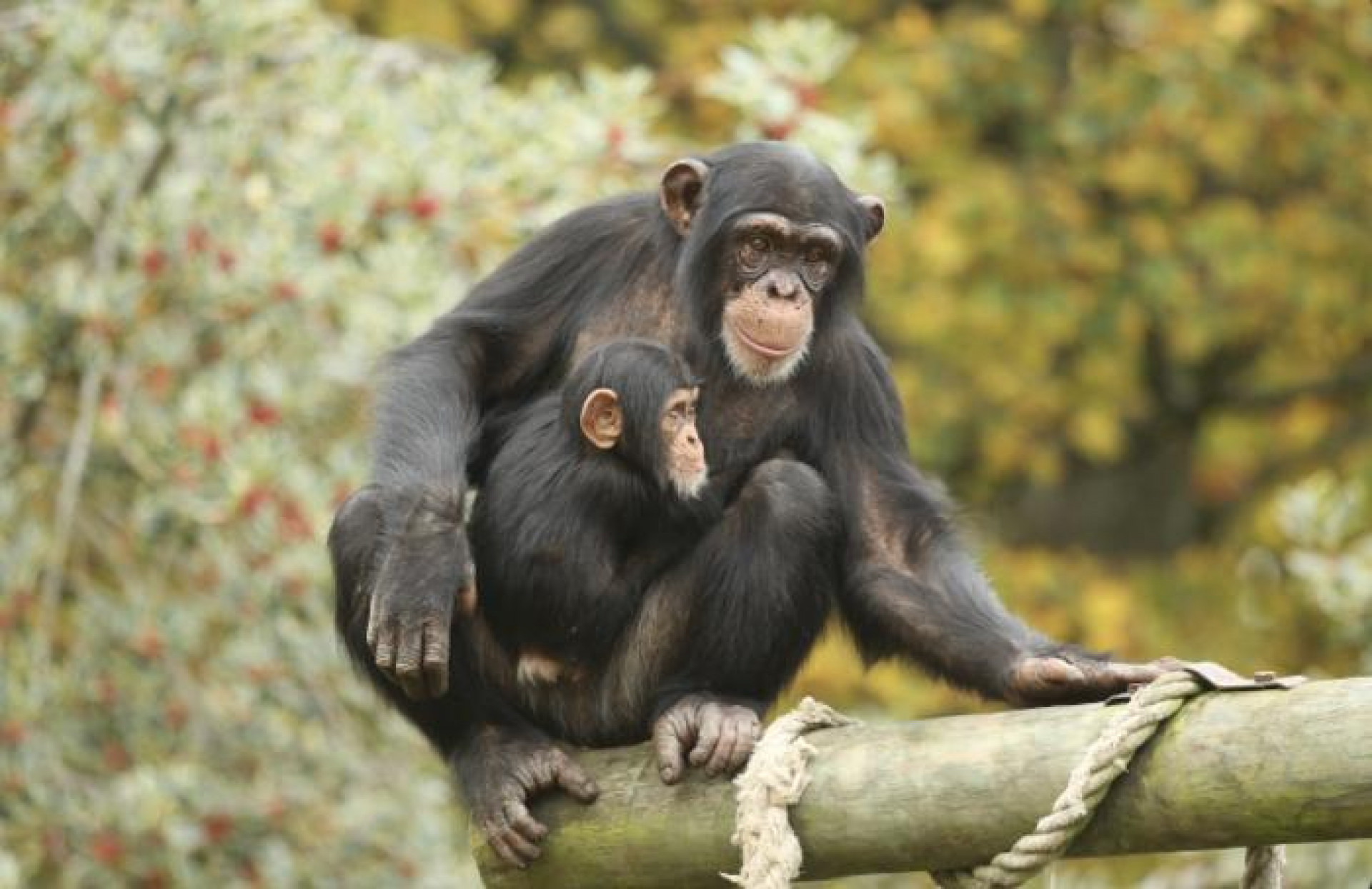 Apes can recognize family and friends they haven't met in decades